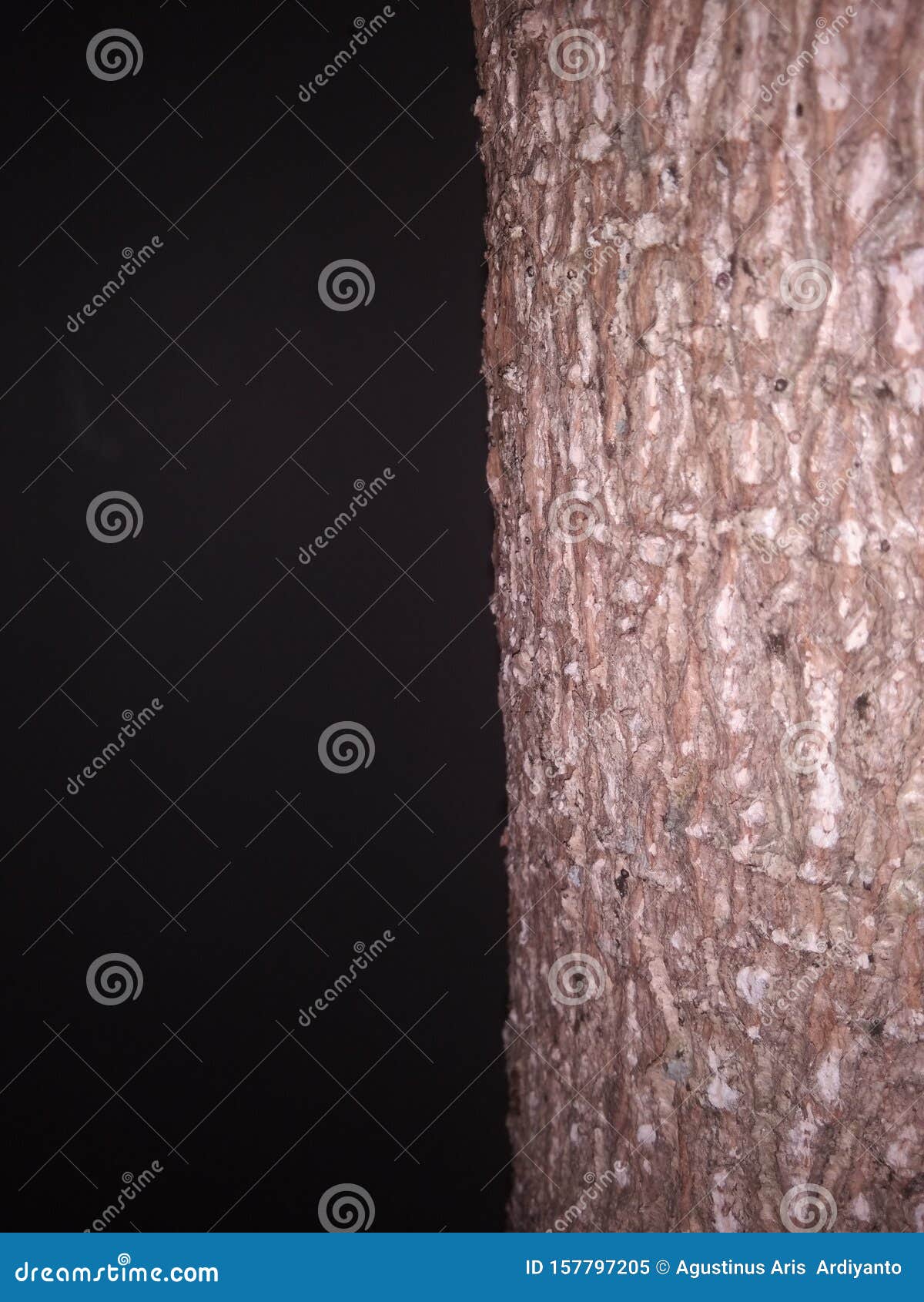 Photo Texture of Tree Bark with Light Stock Image - Image of beautiful ...
