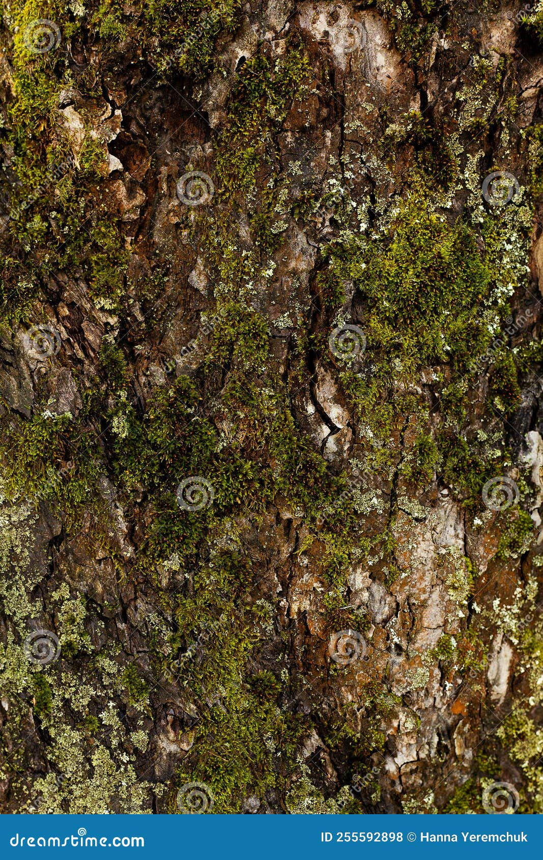 Texture of Tree Trunk with Moss. Stock Photo - Image of environment ...