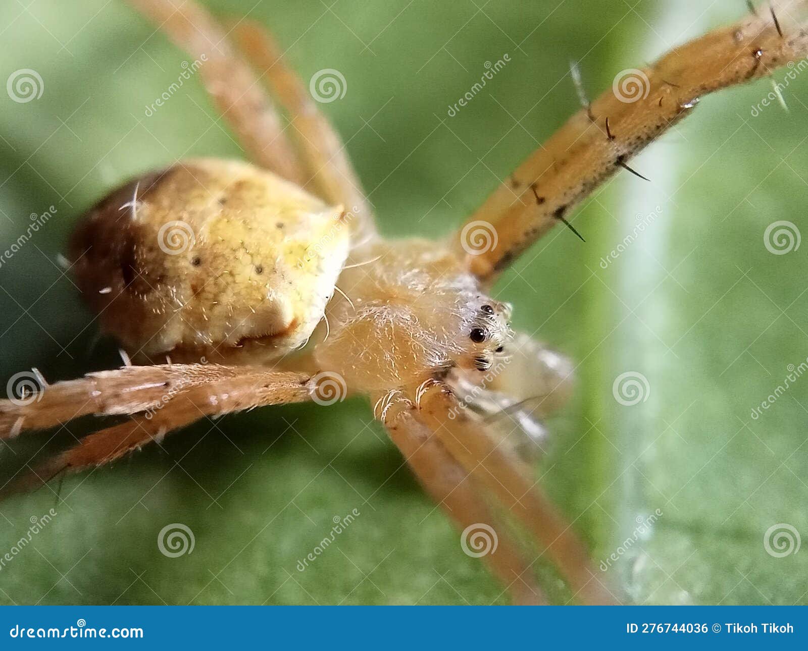 Photo of Thomisidae or Crab Spider Yellow Stock Photo - Image of spider ...