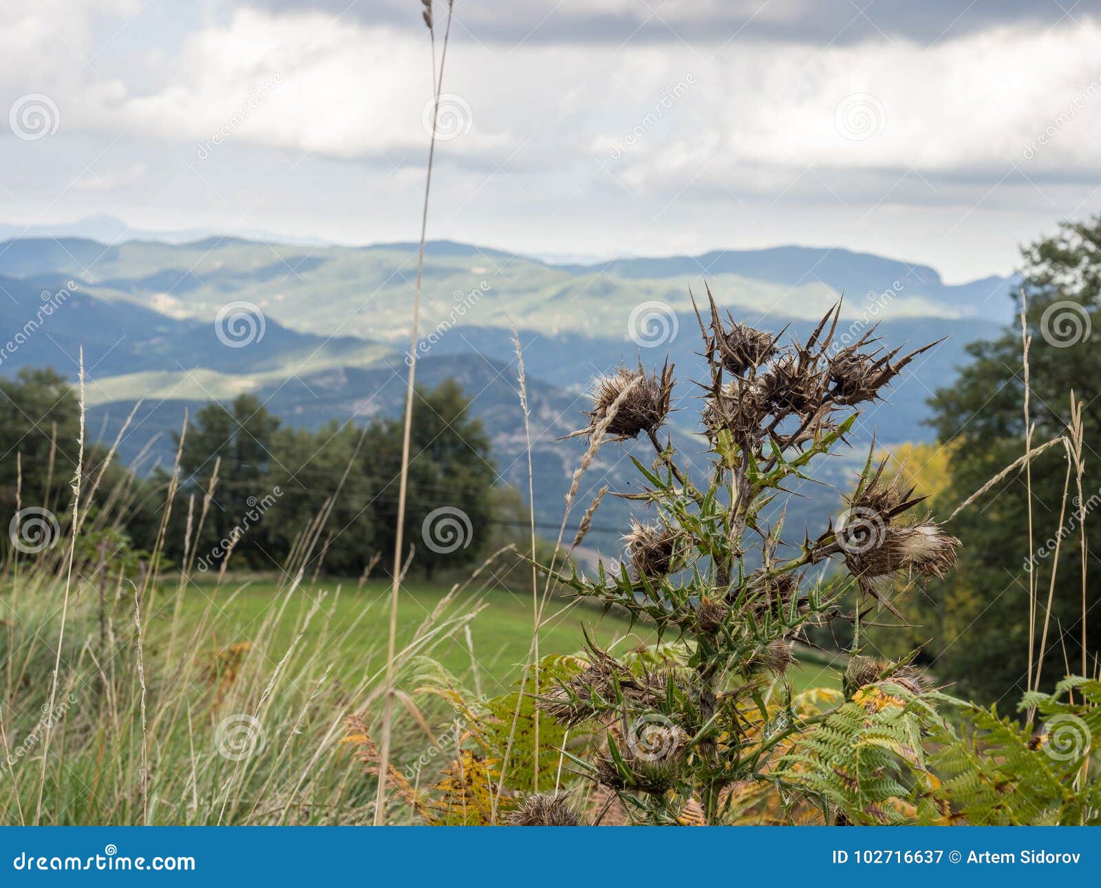 Prickle stock image. Image of ridged, protect, pink - 102716637