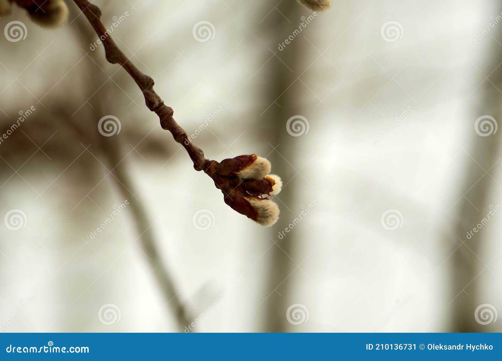 Photo of three aspen buds stock image. Image of tree - 210136731
