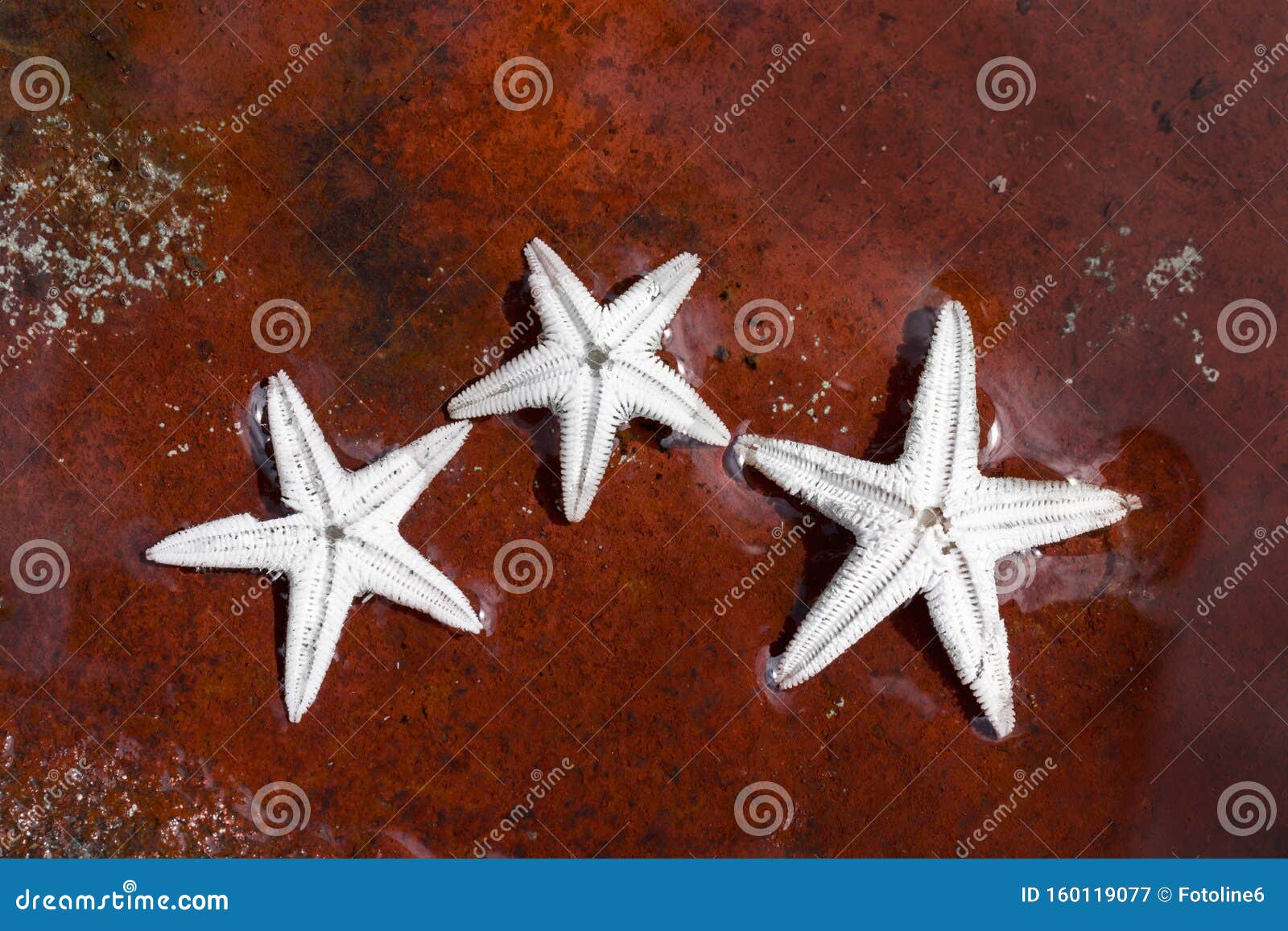 Three white starfish stock image. Image of brown, beach - 160119077