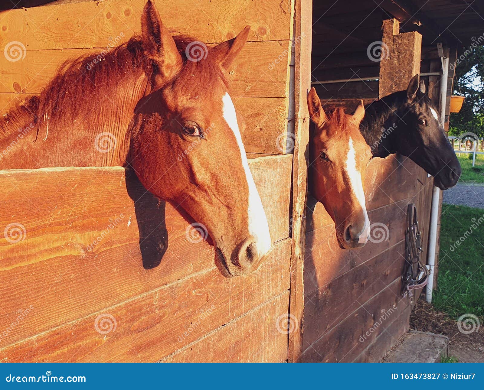 Three horses in the stable stock image. Image of horse - 163473827