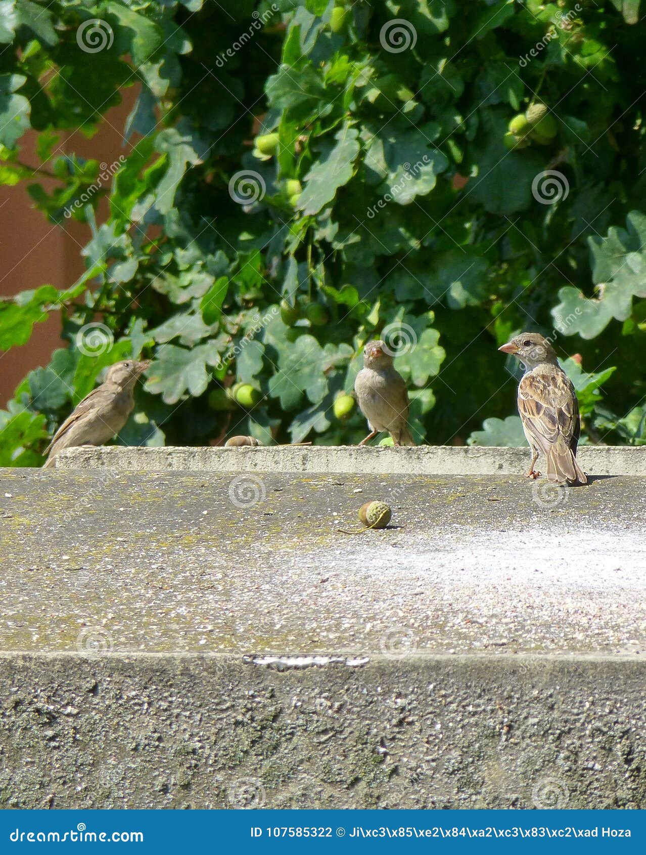 Three Sparrows Standing on the Concrete Wall Stock Photo - Image of ...