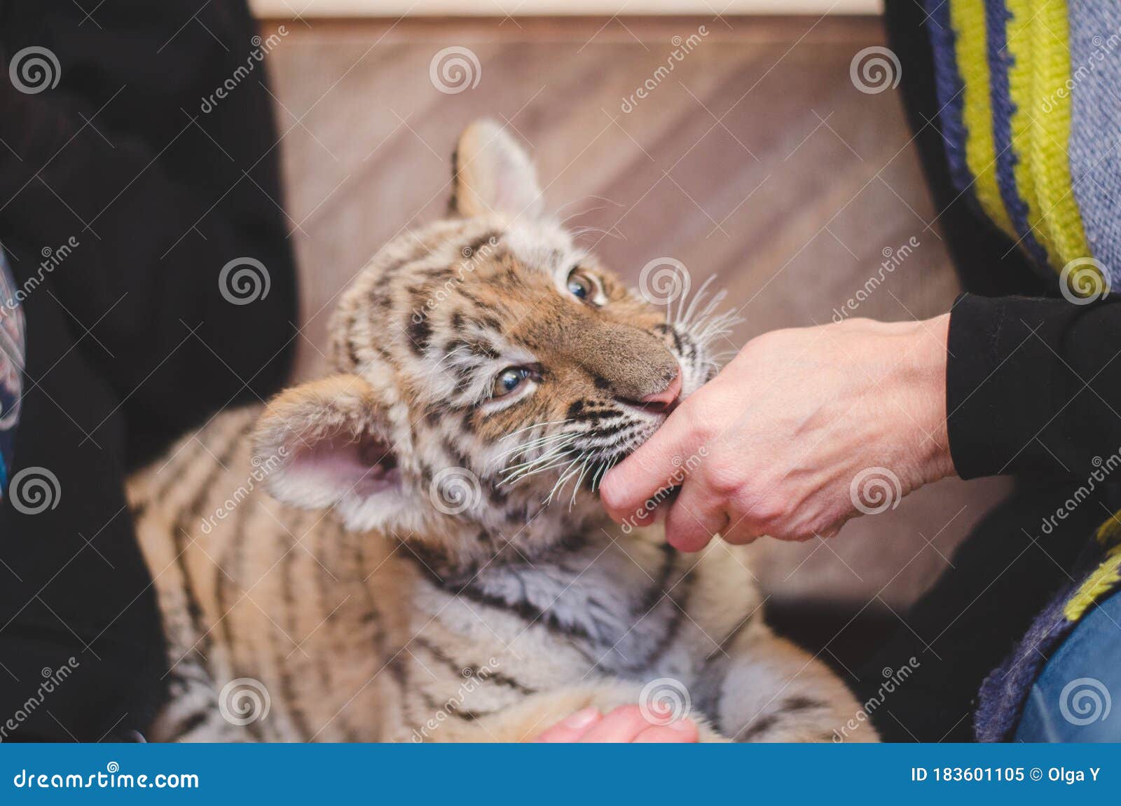 Photo of a Tiger Cub Biting a Human Make-believe Stock Image - Image of ...