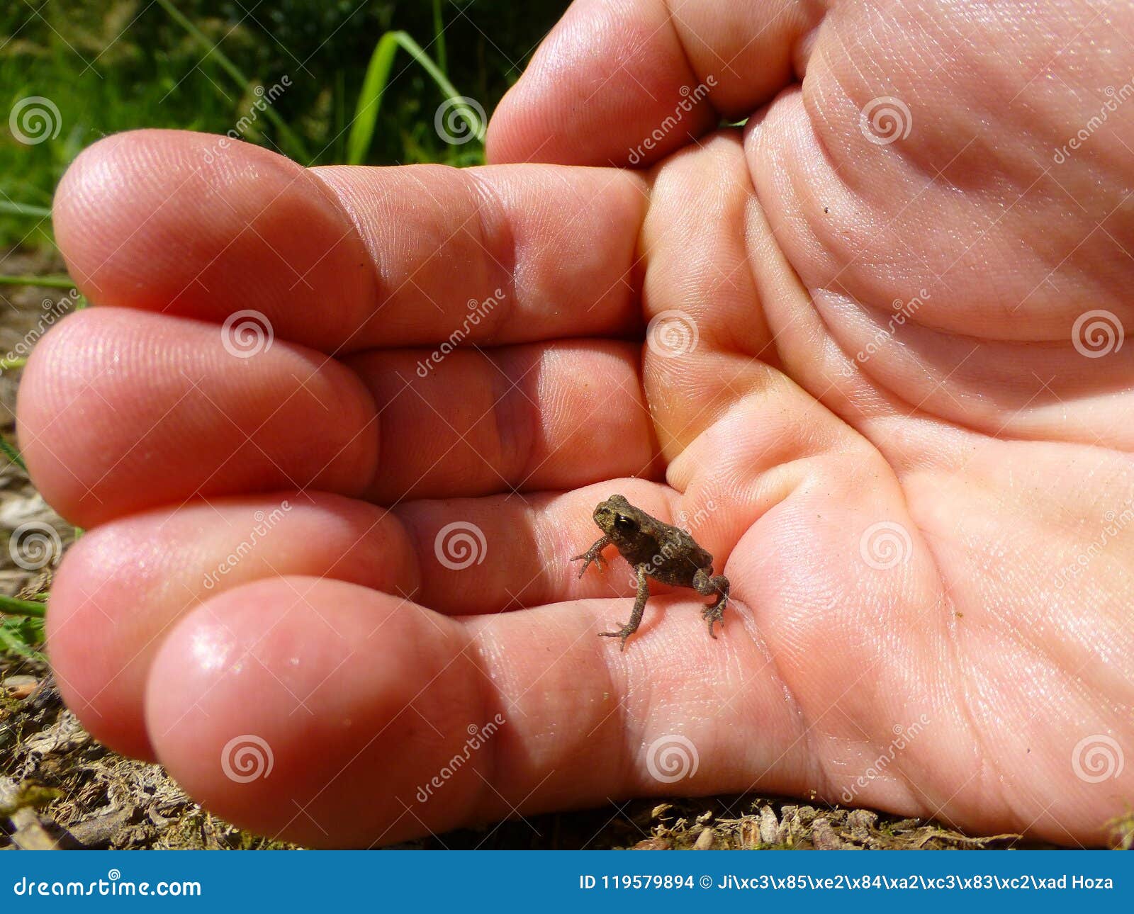 Tiny Frog Sitting on a Human Hand Stock Photo - Image of common, ground ...