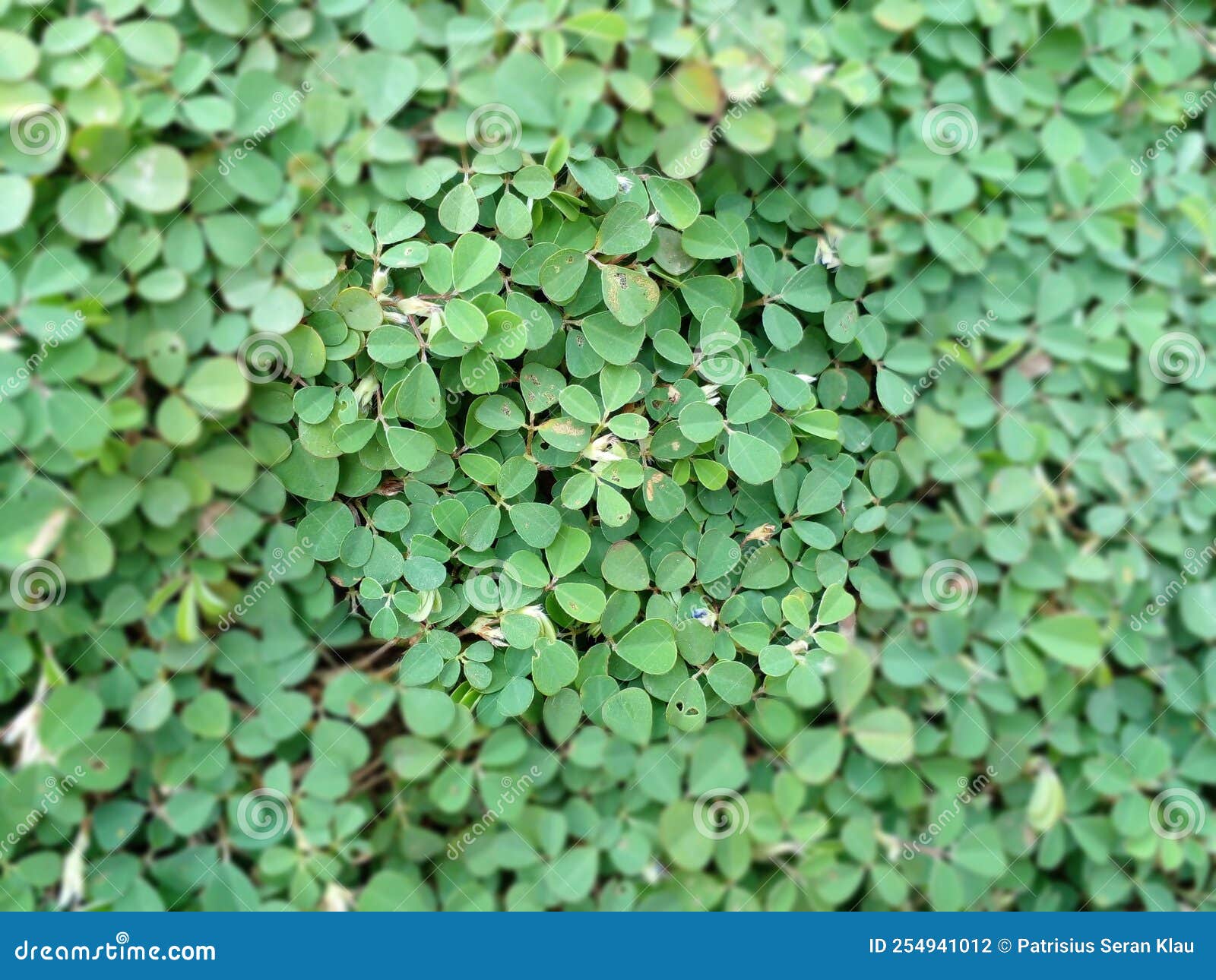 Photo of Tiny Leaves of Wild Plants in the Fields of My Former Garden ...