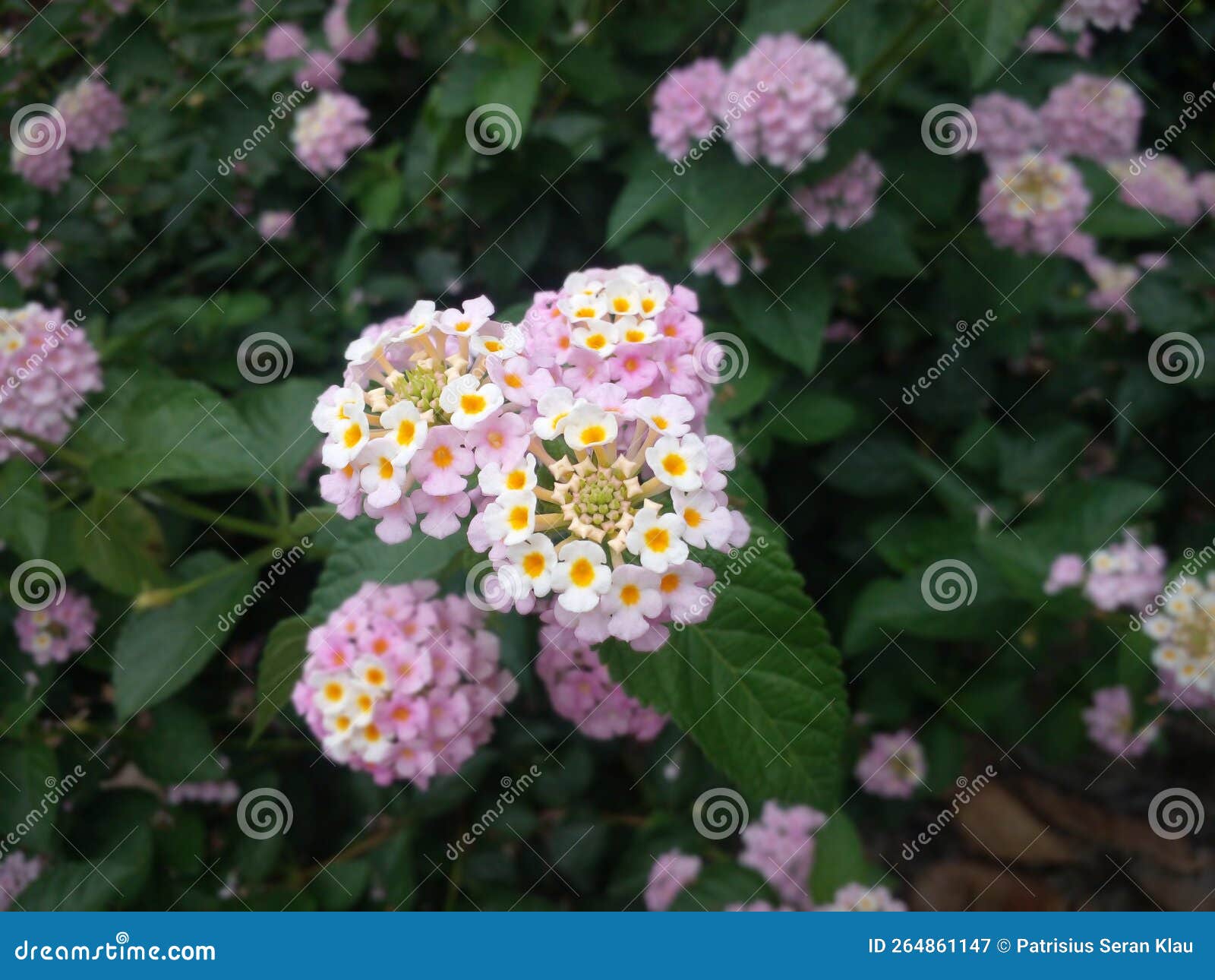 Photo of Tiny Multi-colored Flowers that are Blooming Around My Yard ...