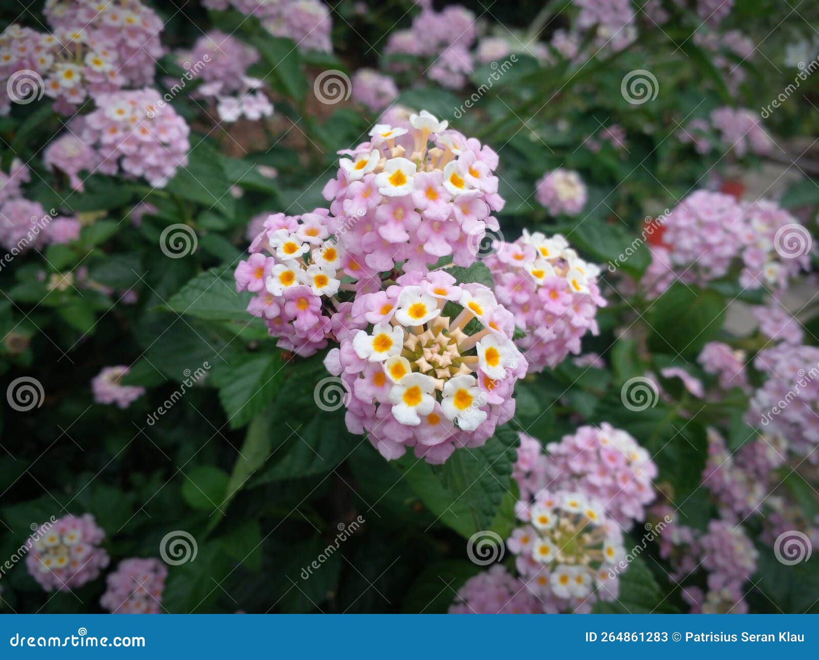 Photo of Tiny Multi-colored Flowers that are Blooming Around My Yard ...