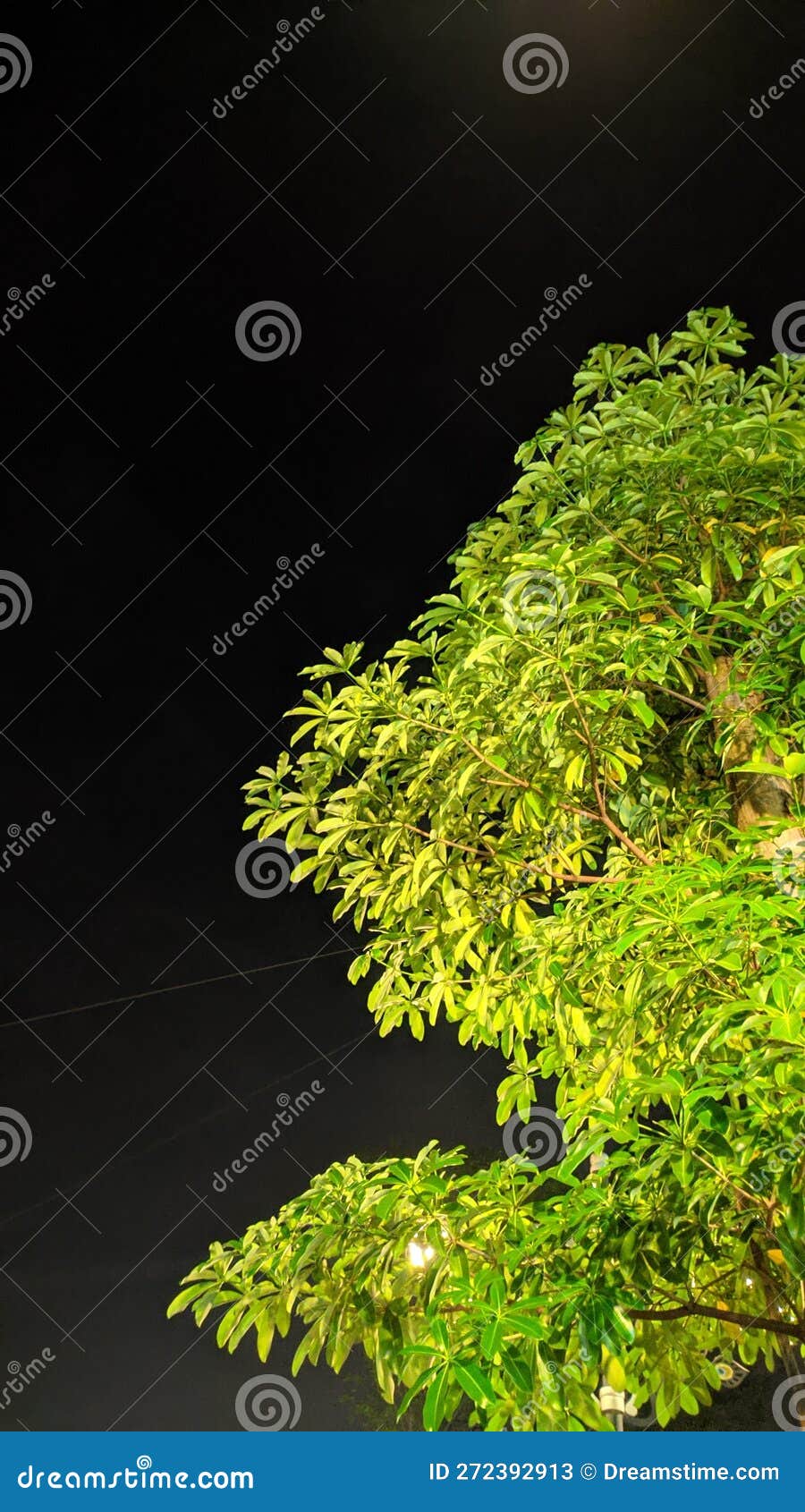Photo Title: the Allure of a Mango Tree at Night Stock Image - Image of ...