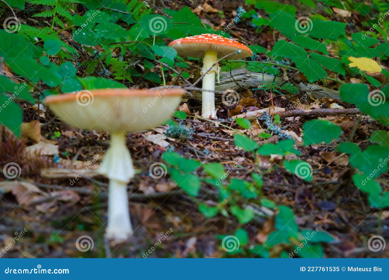 The toadstool stock image. Image of green, autumn, inedible - 227761535