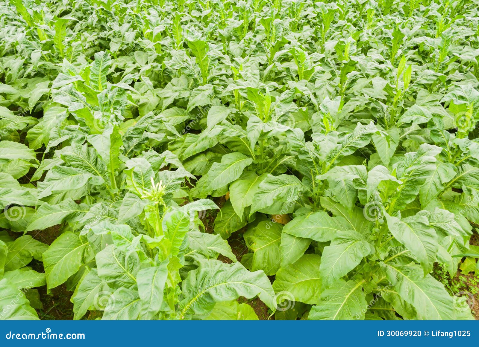 Tobacco Field stock photo. Image of farmland, land, addictive - 30069920