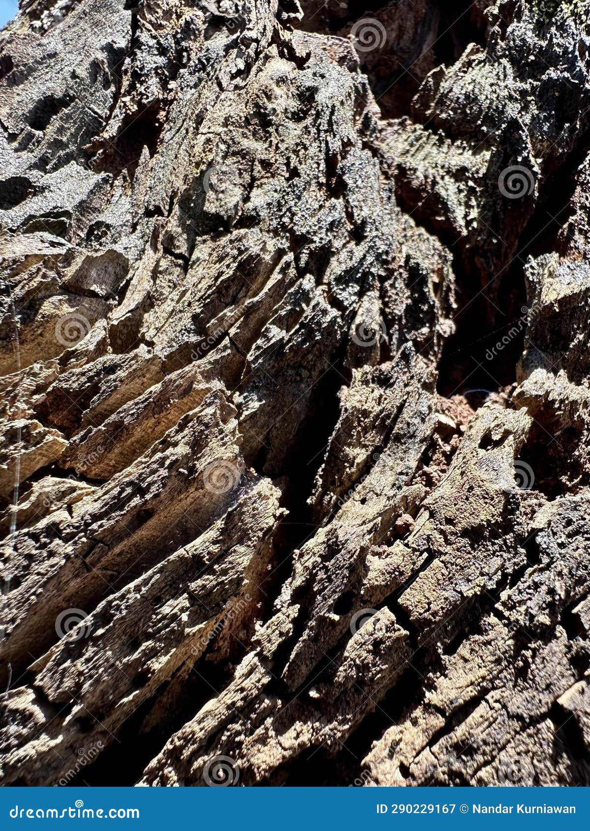 Dead tree bark stock image. Image of fall, death, drought - 290229167