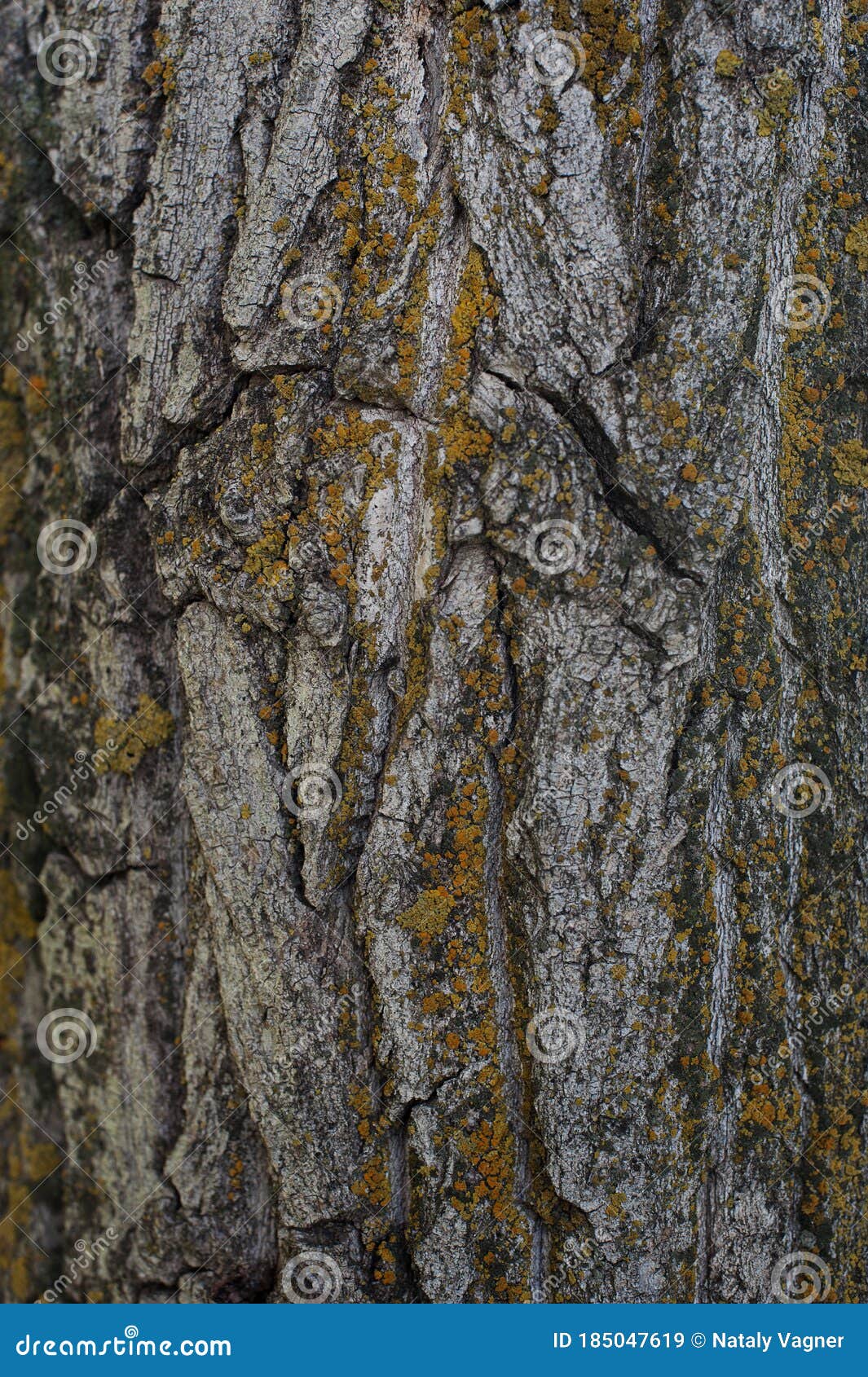 Photo Of Tree Spines On Acacia Branch Isolated On White Background ...