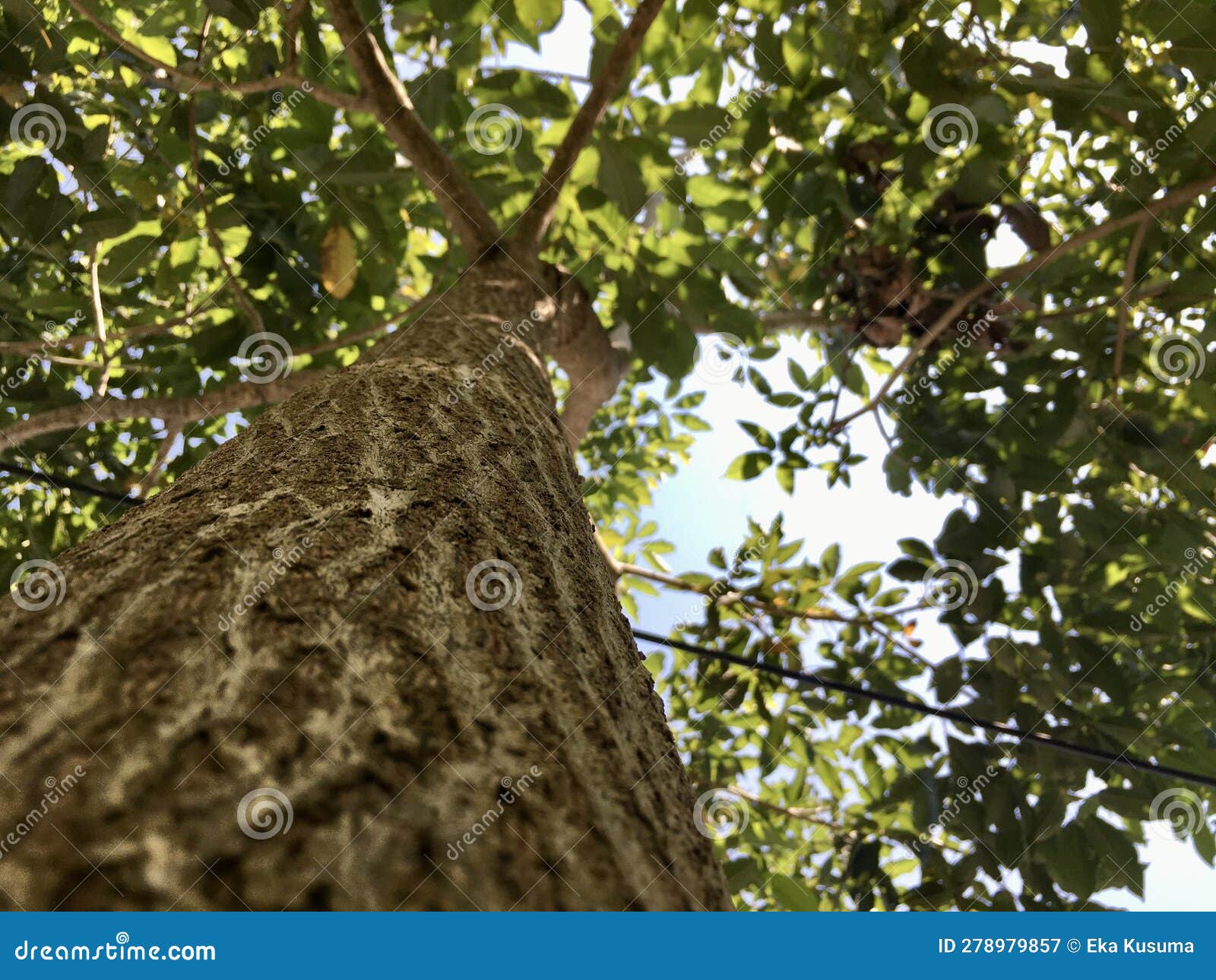 Tree from below stock image. Image of environment, framing - 278979857