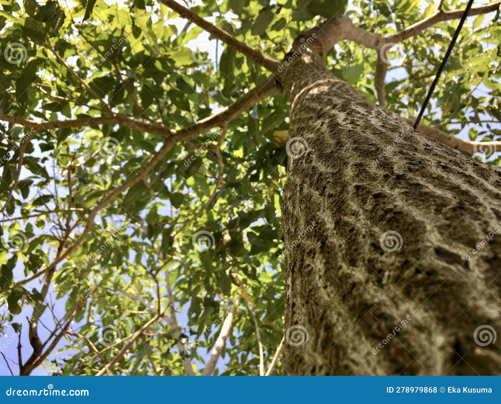 Tree from below stock photo. Image of beauty, nature - 278979868