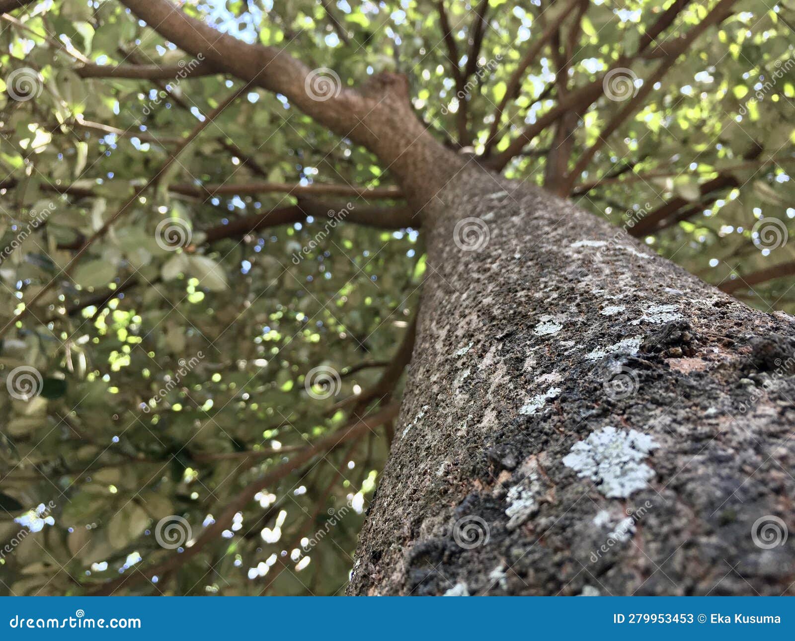 Tree from below stock image. Image of outdoor, white - 279953453