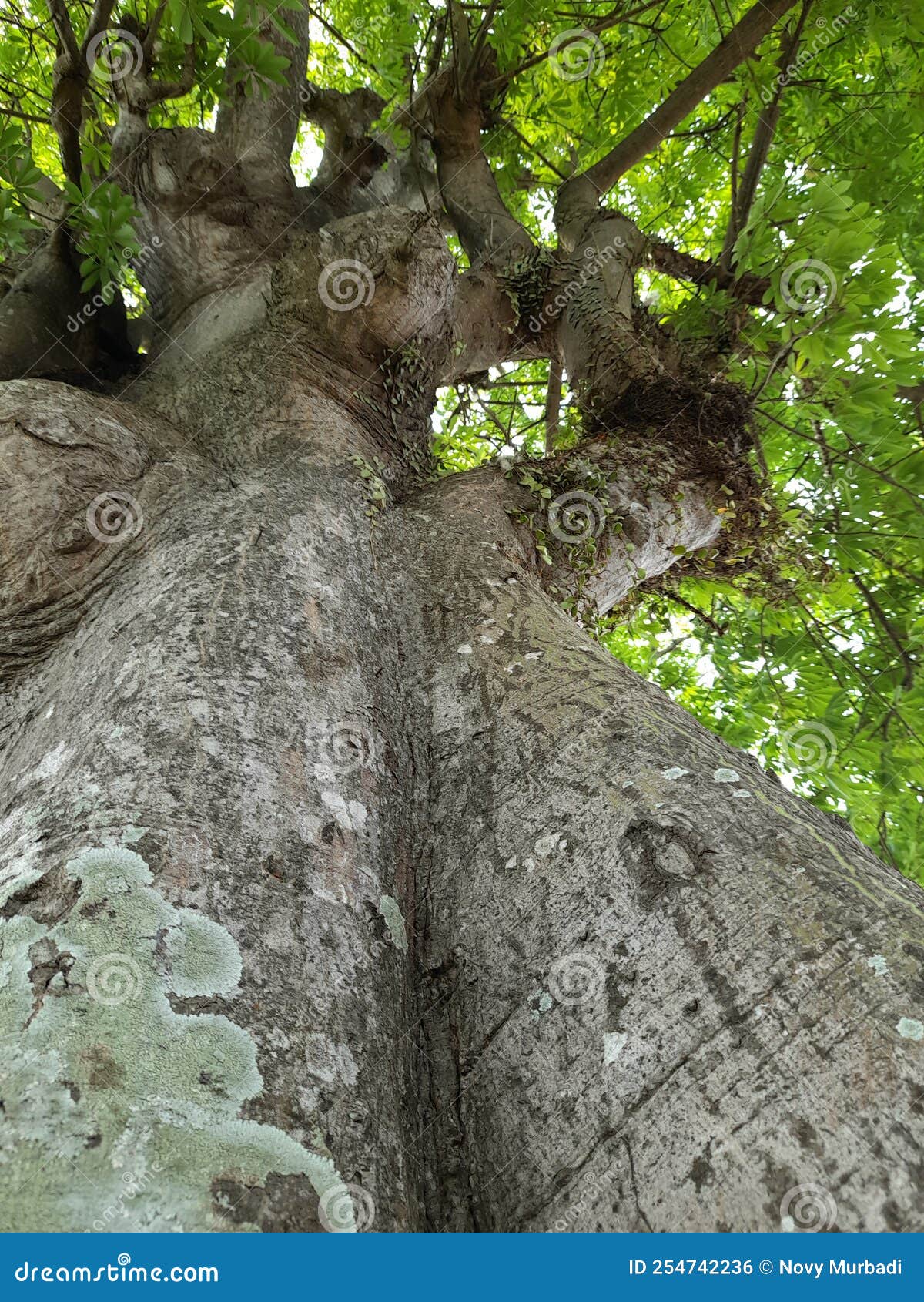 Photo of Tree from Bottom Shot Stock Photo - Image of jungle, soil ...