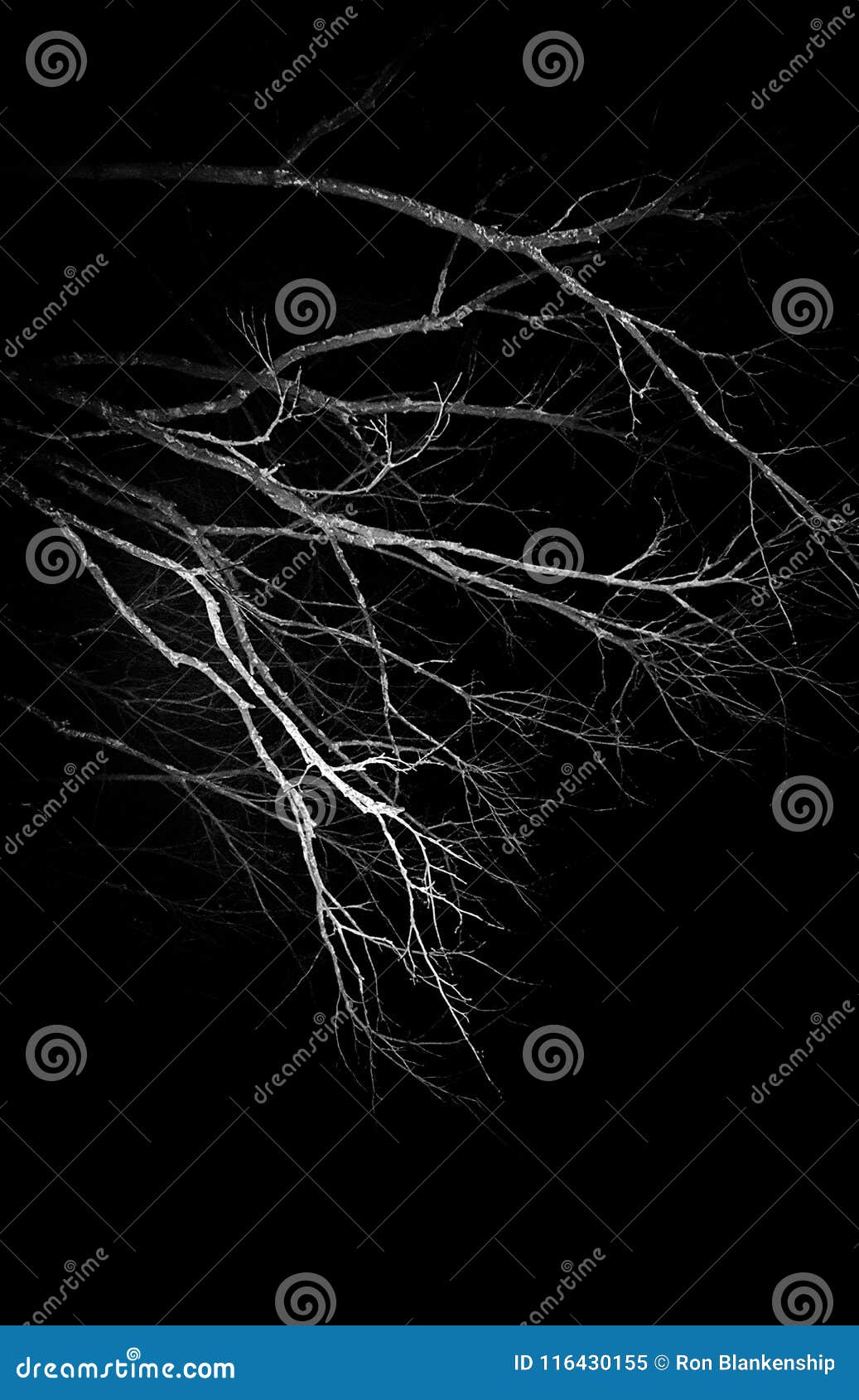 Dark branch stock image. Image of tree, branches, spooky - 116430155