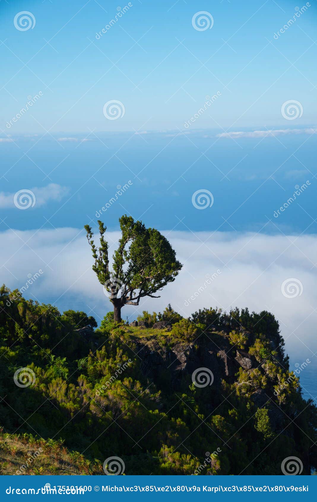 Photo of Tree in the Clouds. Tree in the Clouds Stock Photo - Image of ...