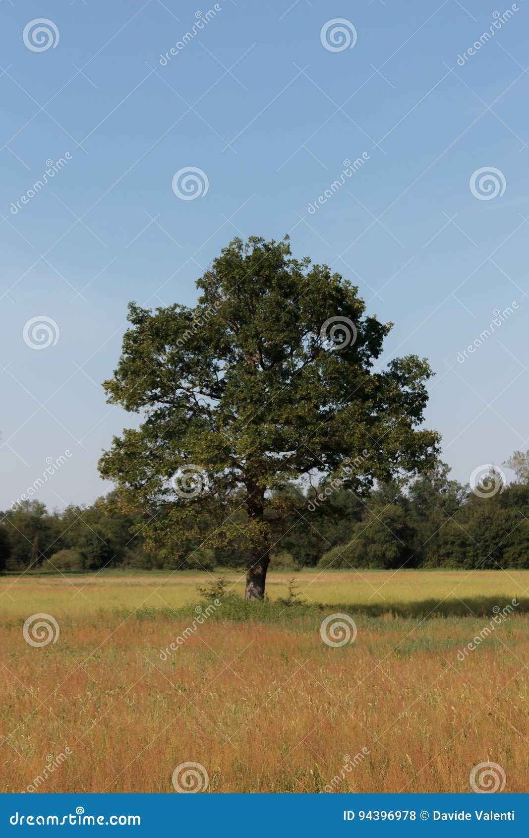 Photo of a Tree or Group of Trees in the Distance Stock Photo - Image ...