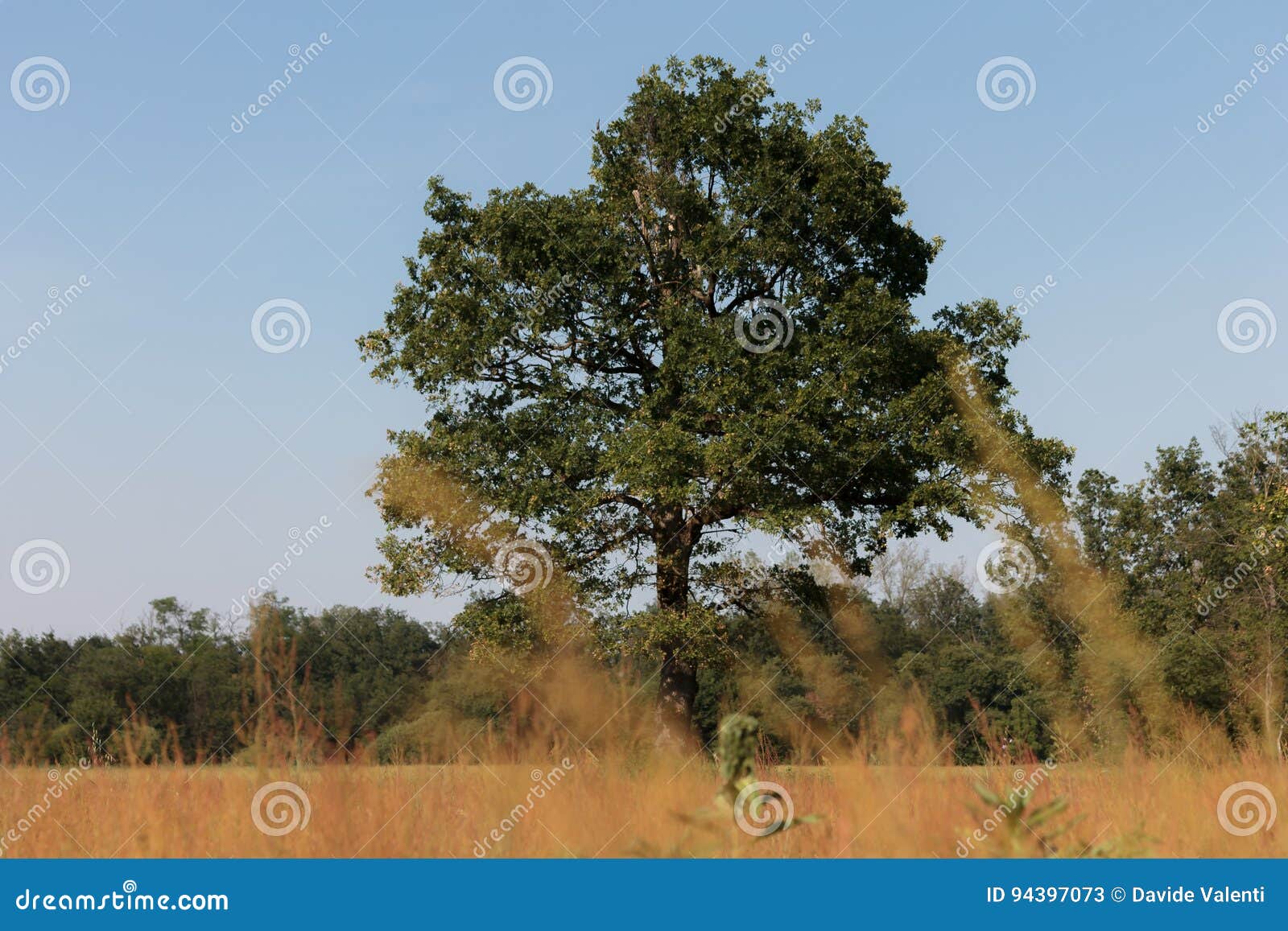 Photo of a Tree or Group of Trees in the Distance Stock Image - Image ...