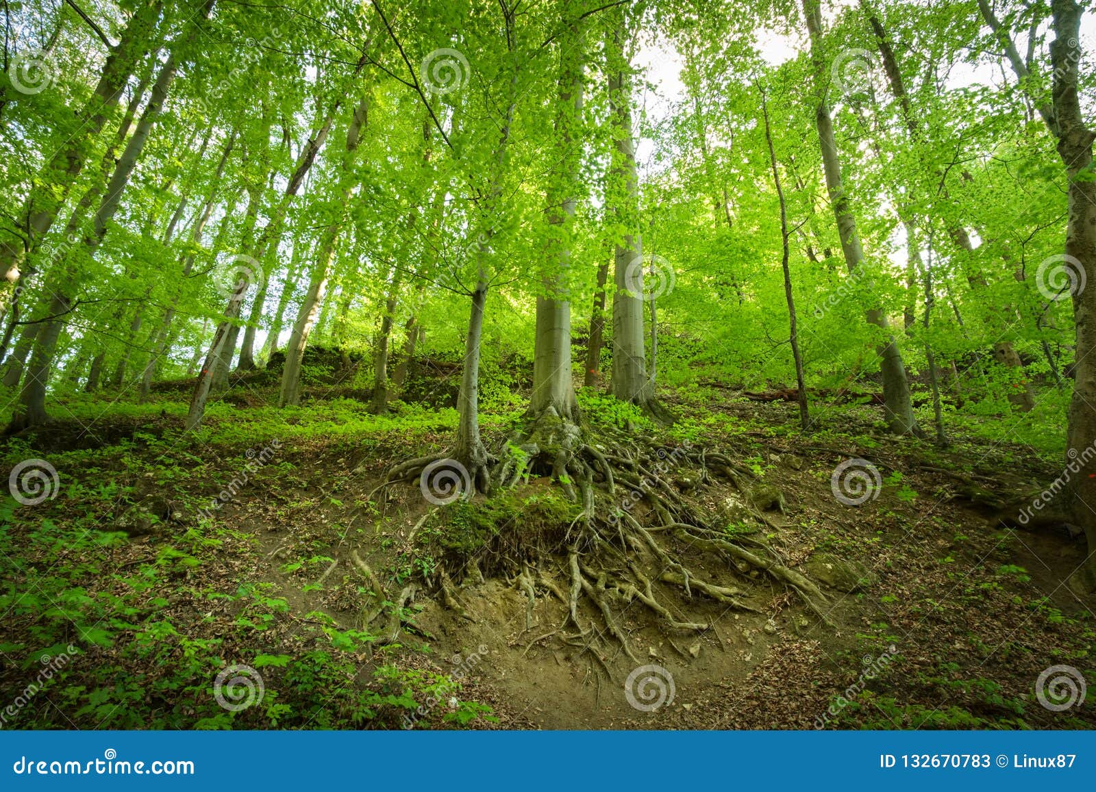Tree root on the forest stock image. Image of flora - 132670783