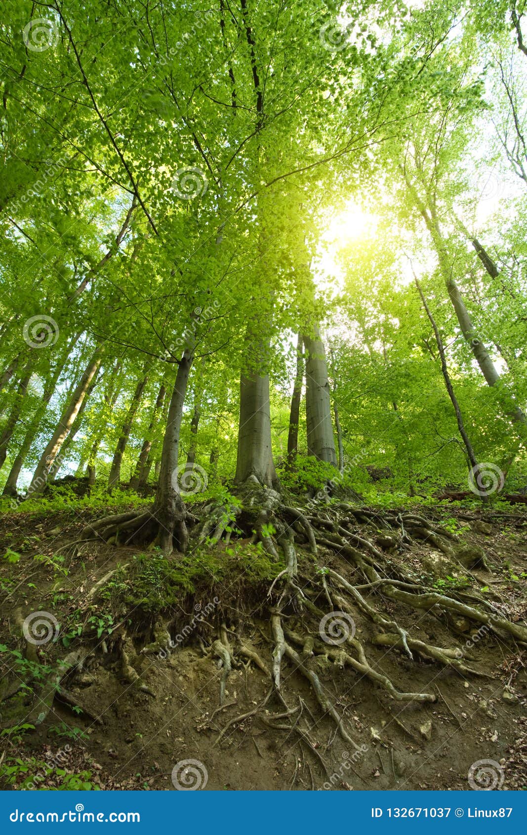 Tree root on the forest stock image. Image of park, spring - 132671037