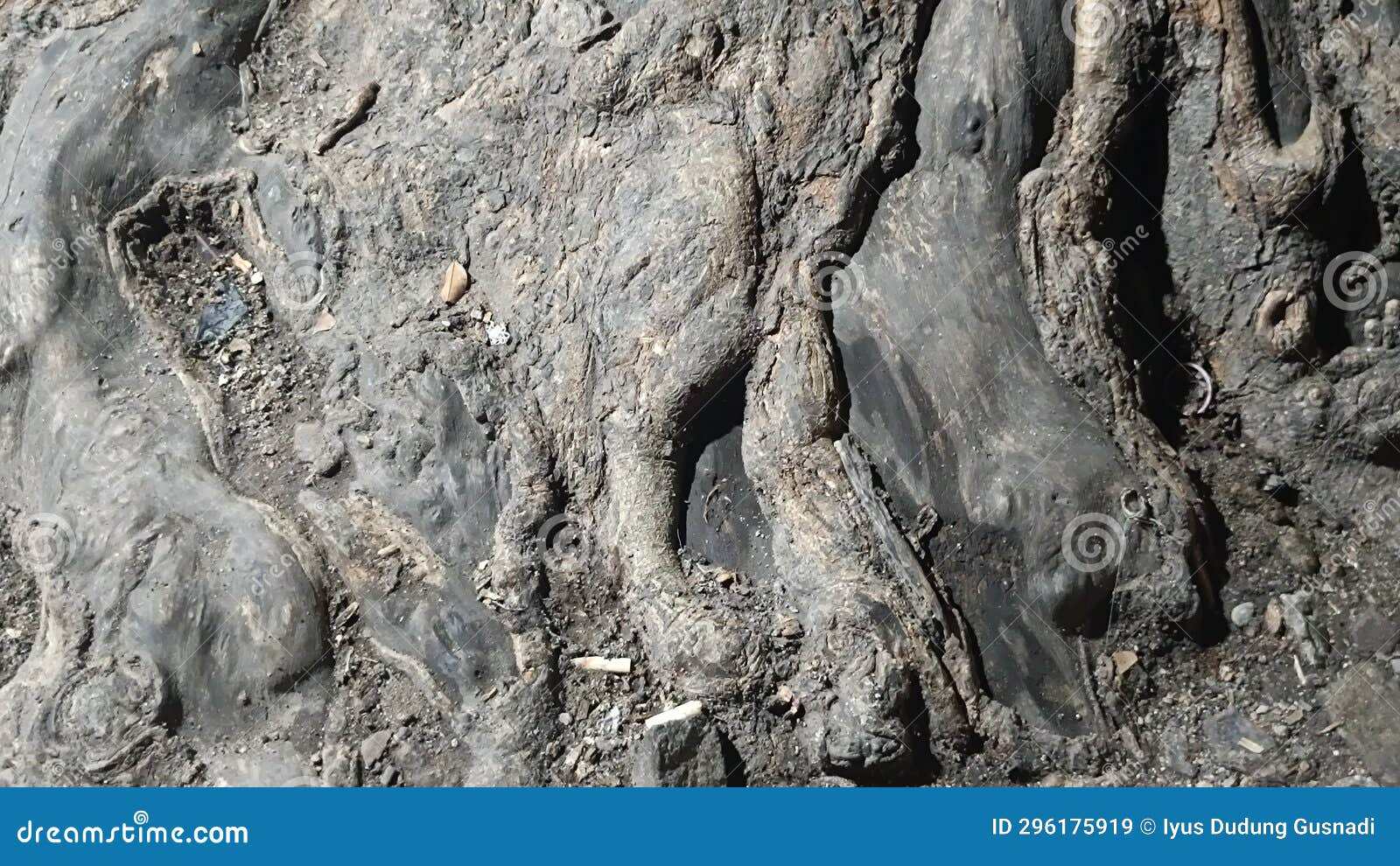 Photo of Tree Roots Taken at Night Stock Image - Image of roots, tree ...