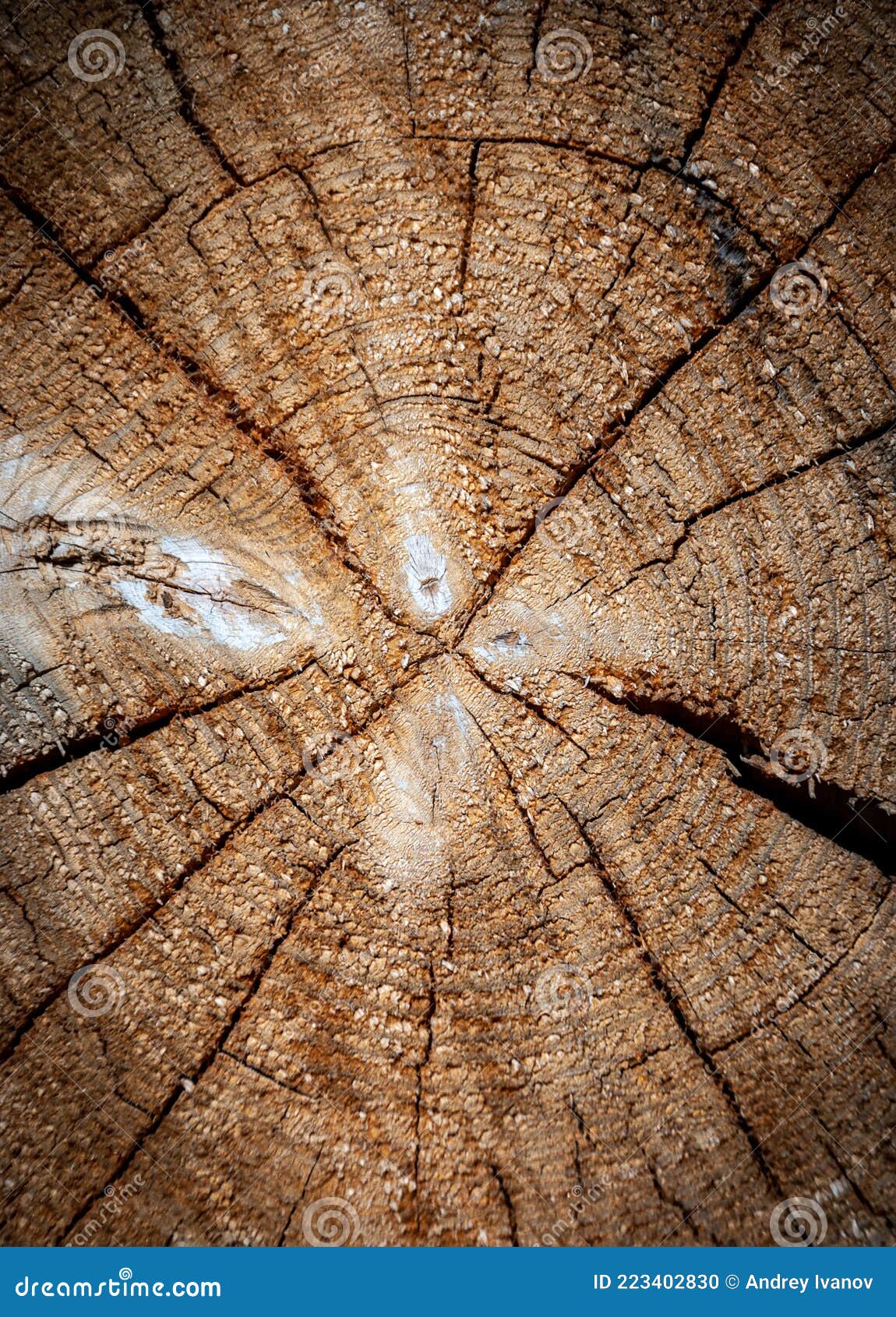 Photo of a Tree Section for Background Image. Stock Photo - Image of ...