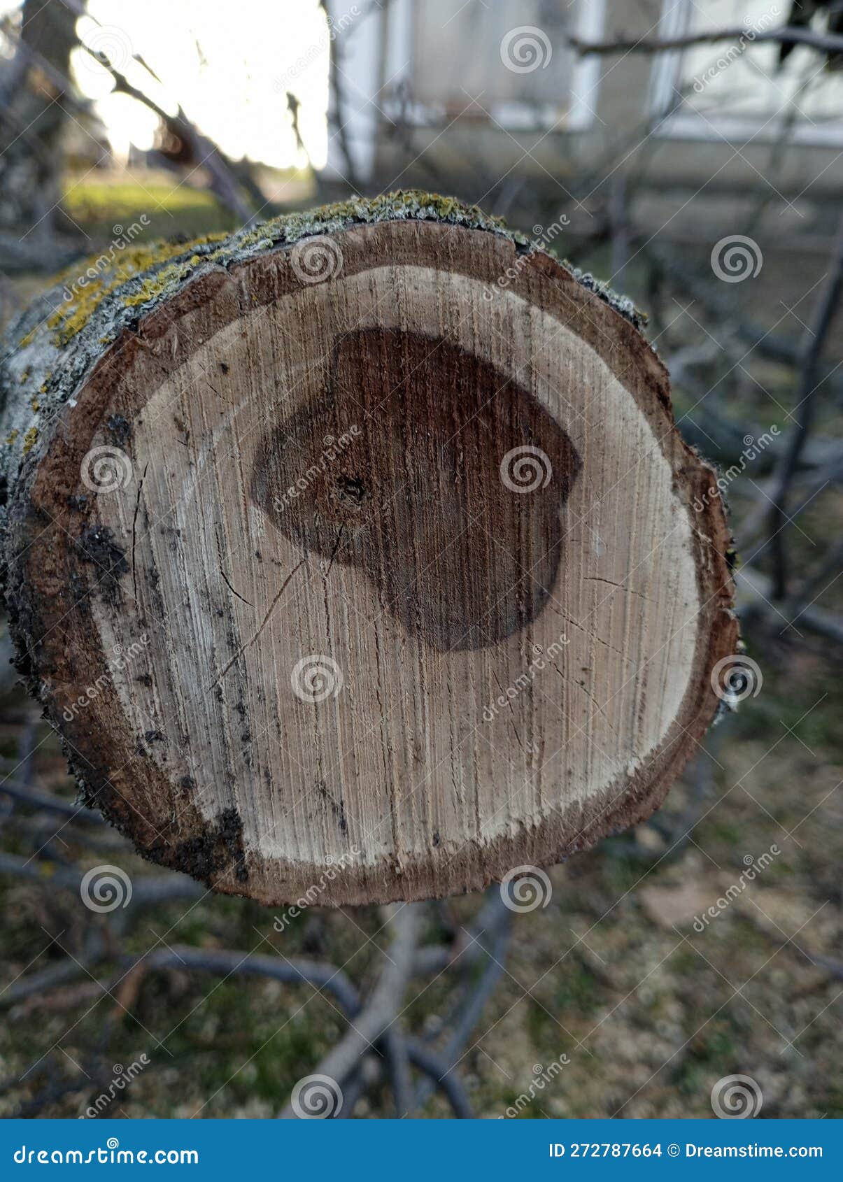 Photo of a Tree in the Section Stock Photo - Image of newly, woodland ...