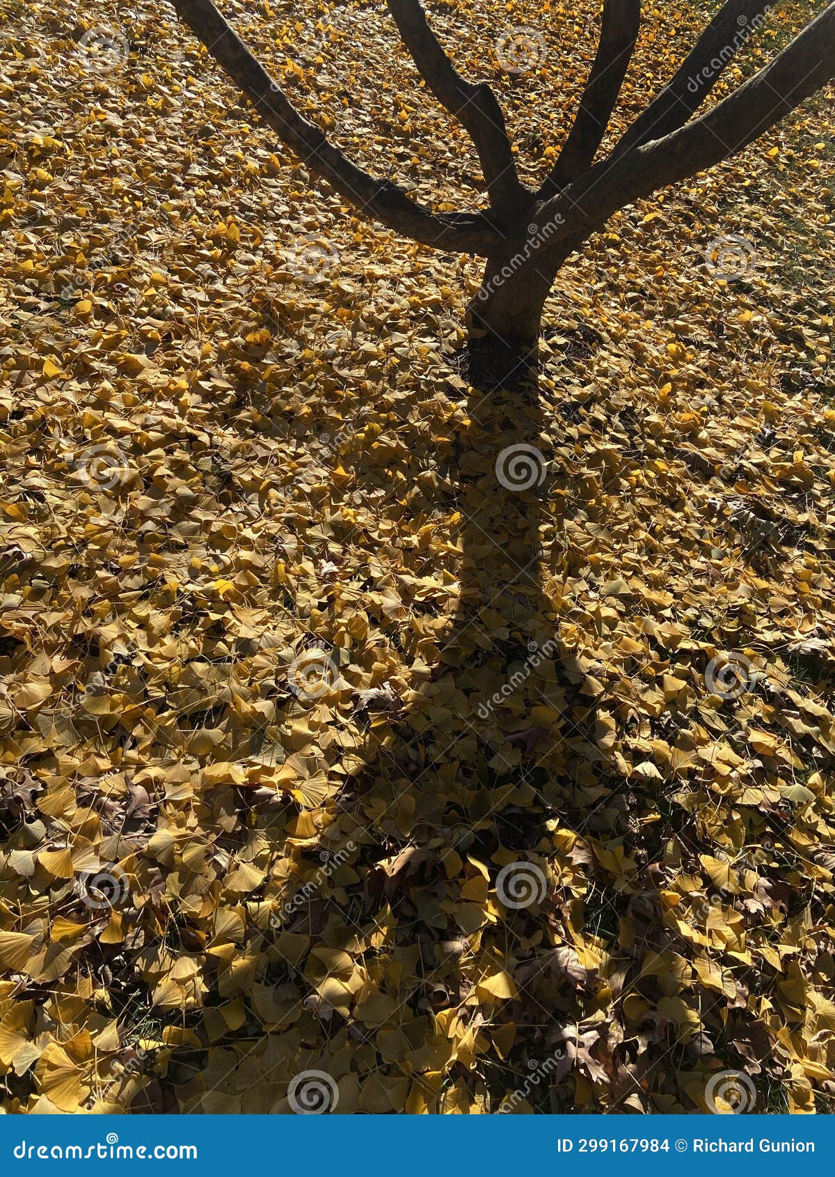 Tree Shadow and Fall Foliage in November Stock Photo - Image of autumn ...
