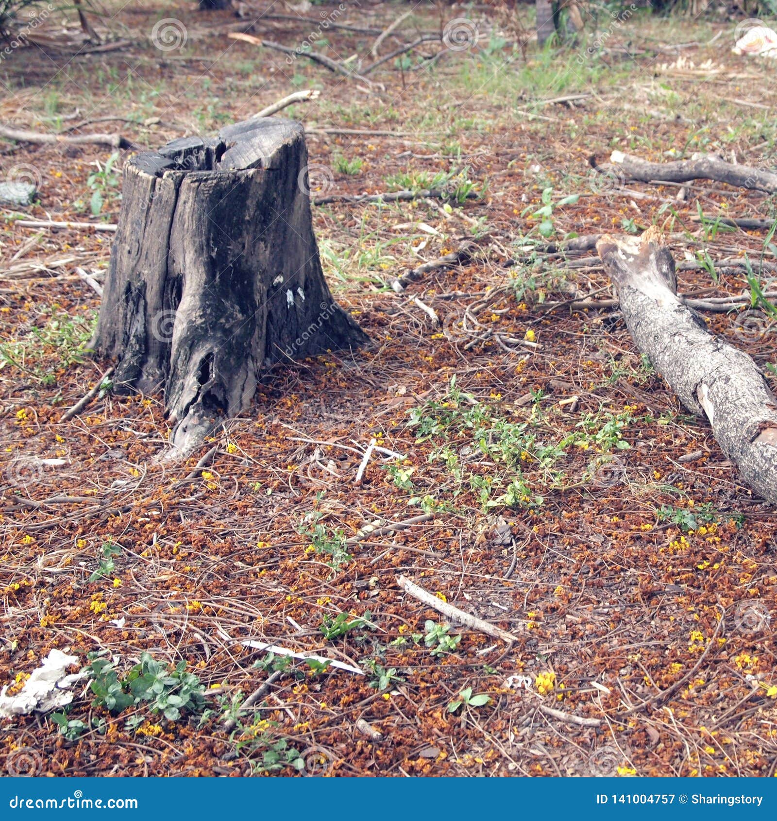 Photo of a tree stump stock image. Image of forestry - 141004757