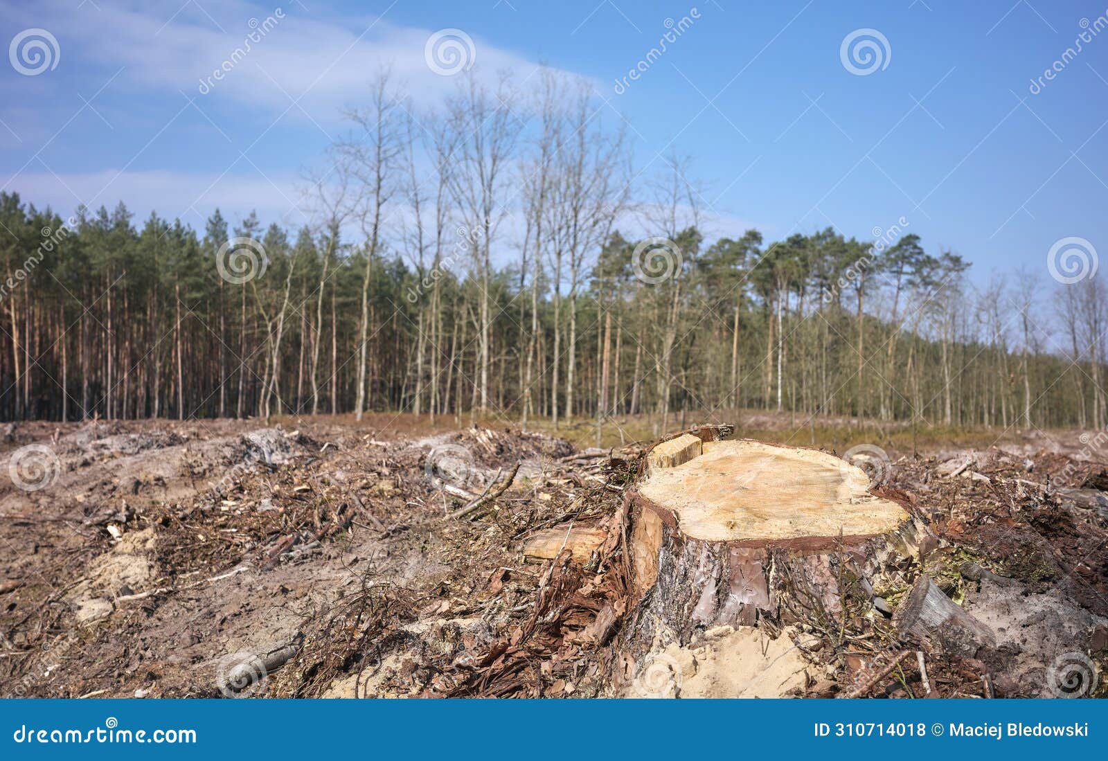 Photo of a Tree Stump, Selective Focus. an Example of Legal ...
