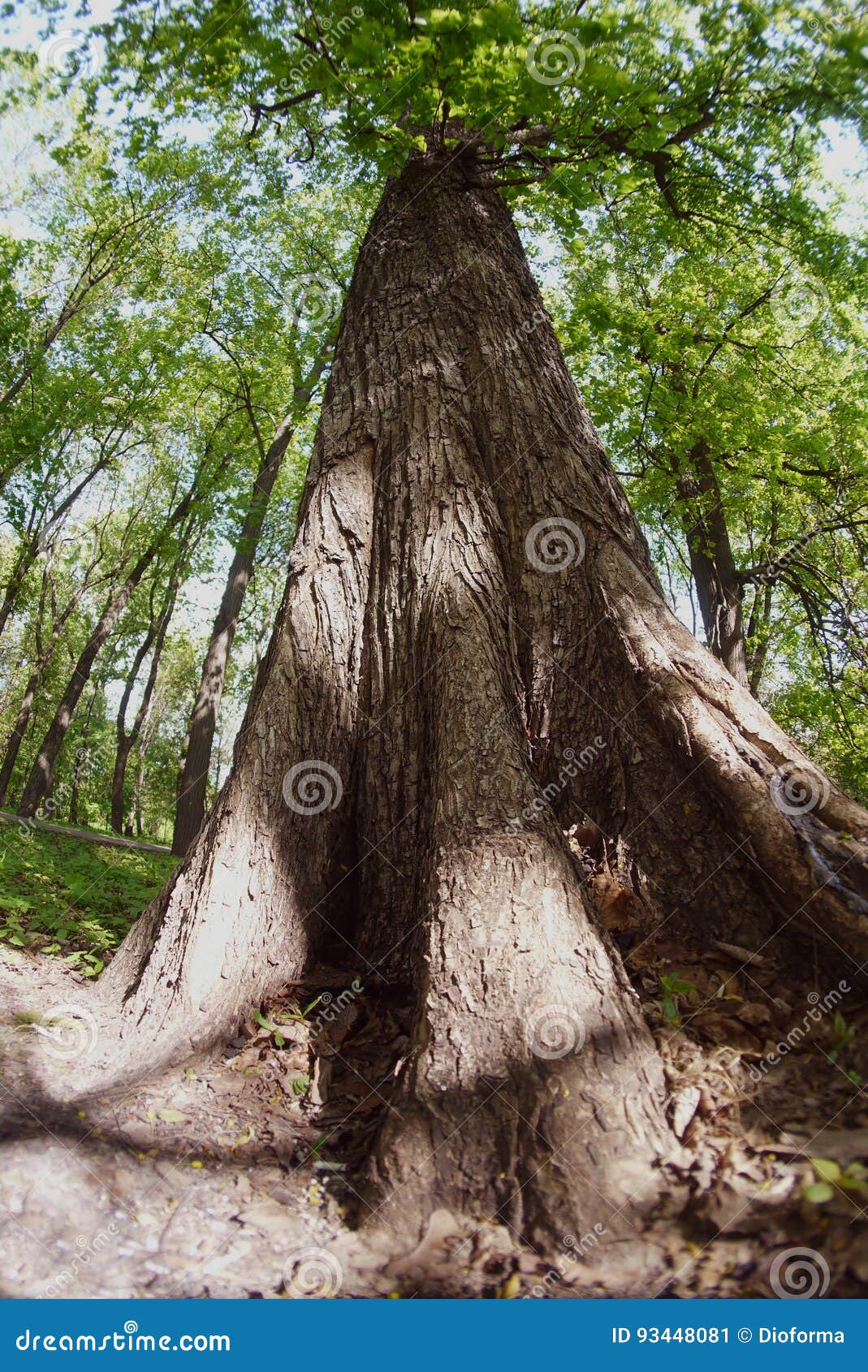 Photo of Tree Trunk in the Park Stock Image - Image of daylight ...