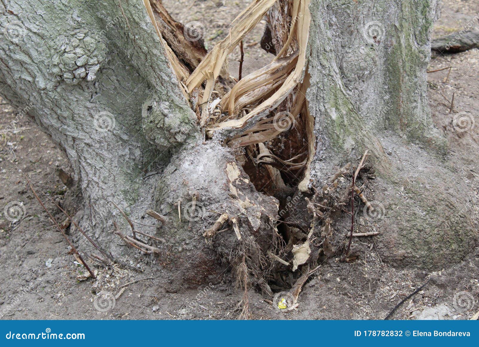 Split Trunk of a Large Tree Stock Photo - Image of brown, branch: 178782832