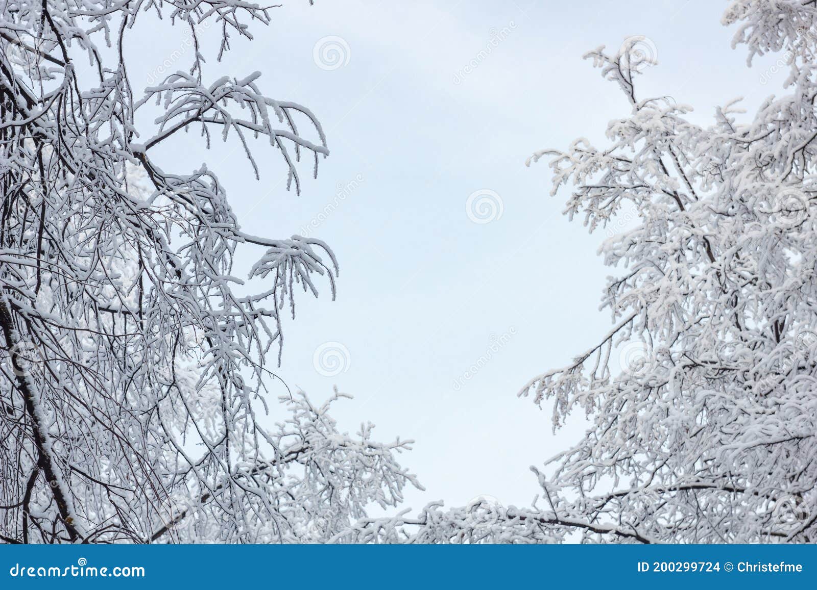 Photo of Tree Under the Snow in Winter, Bottom View Stock Photo - Image ...