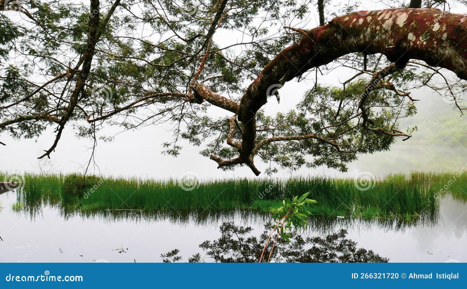 Photo of Tree on Water Lake Stock Photo - Image of branch, forest ...