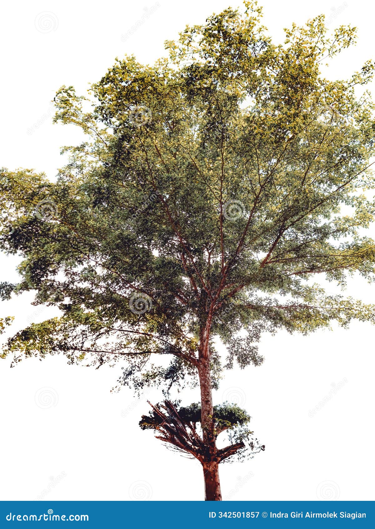 Photo of Tree with White Background Stock Image - Image of tree, shrub ...