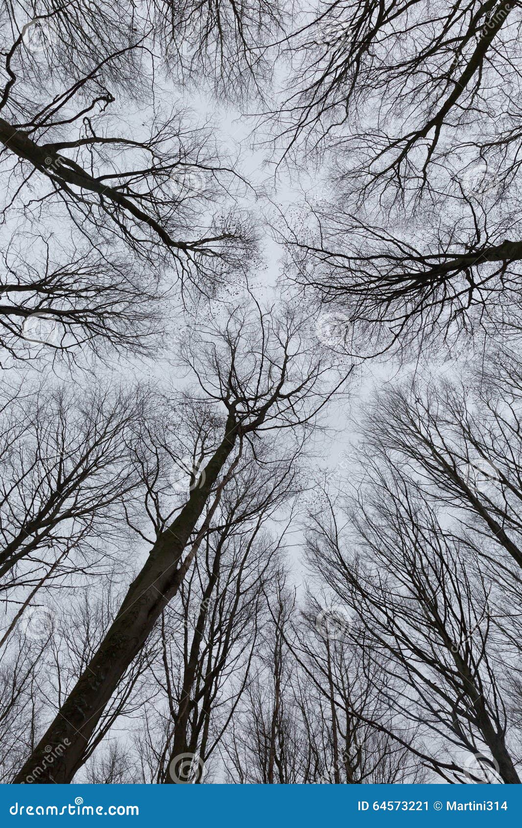A Photo of Trees in a Forest with a Perspective of Looking Up in Stock ...