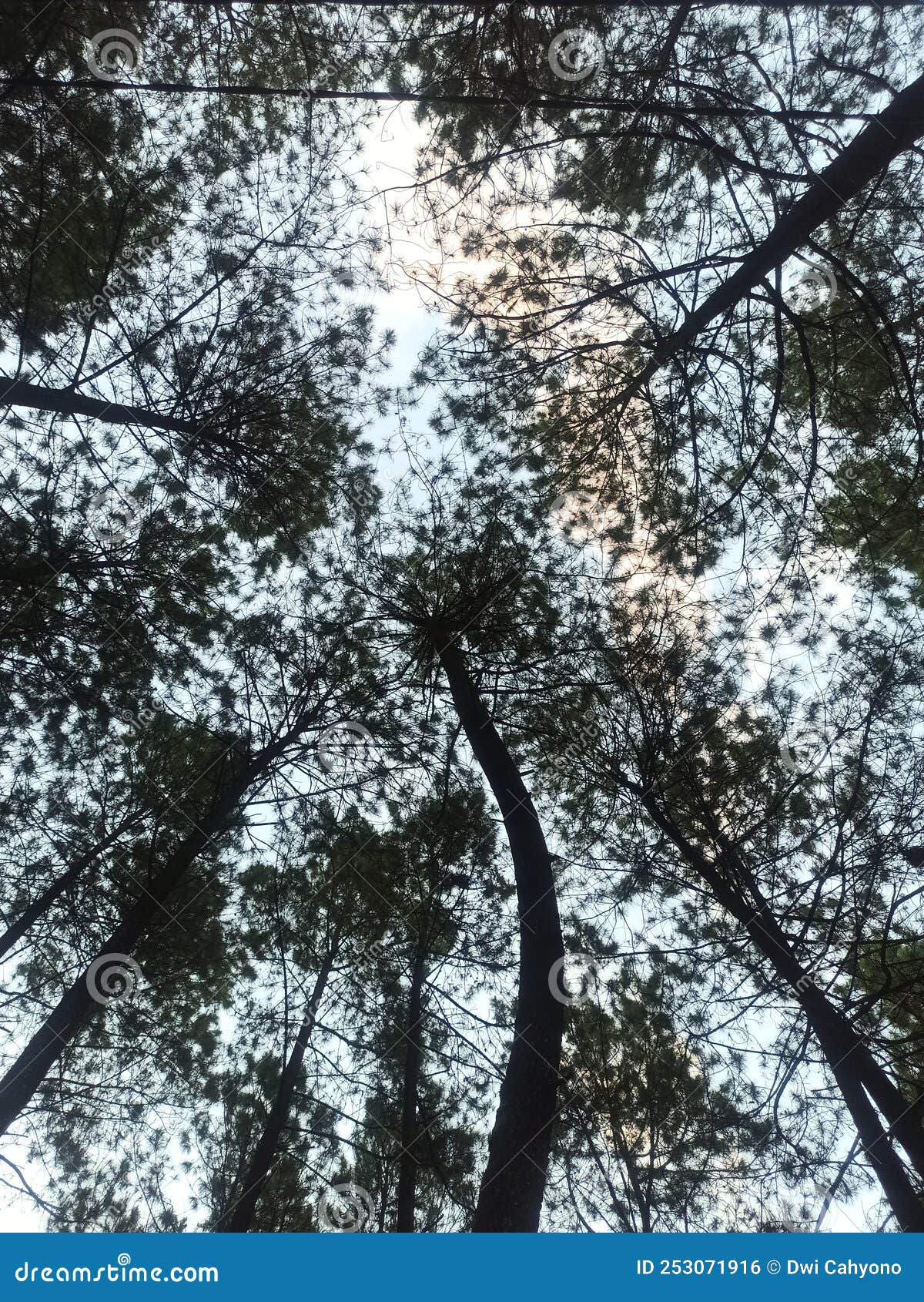Photo of Trees in the Forest Taken from Below Stock Photo - Image of ...