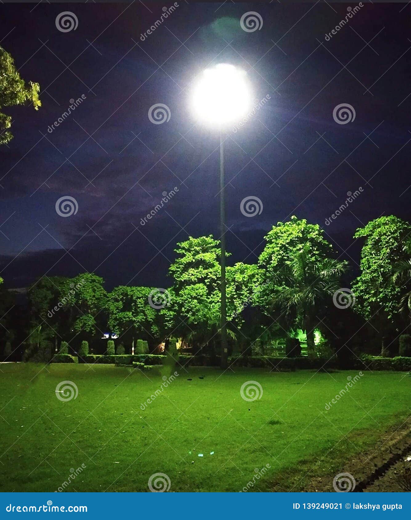 It is the Photo of Trees in Ground at Night . Stock Image - Image of ...