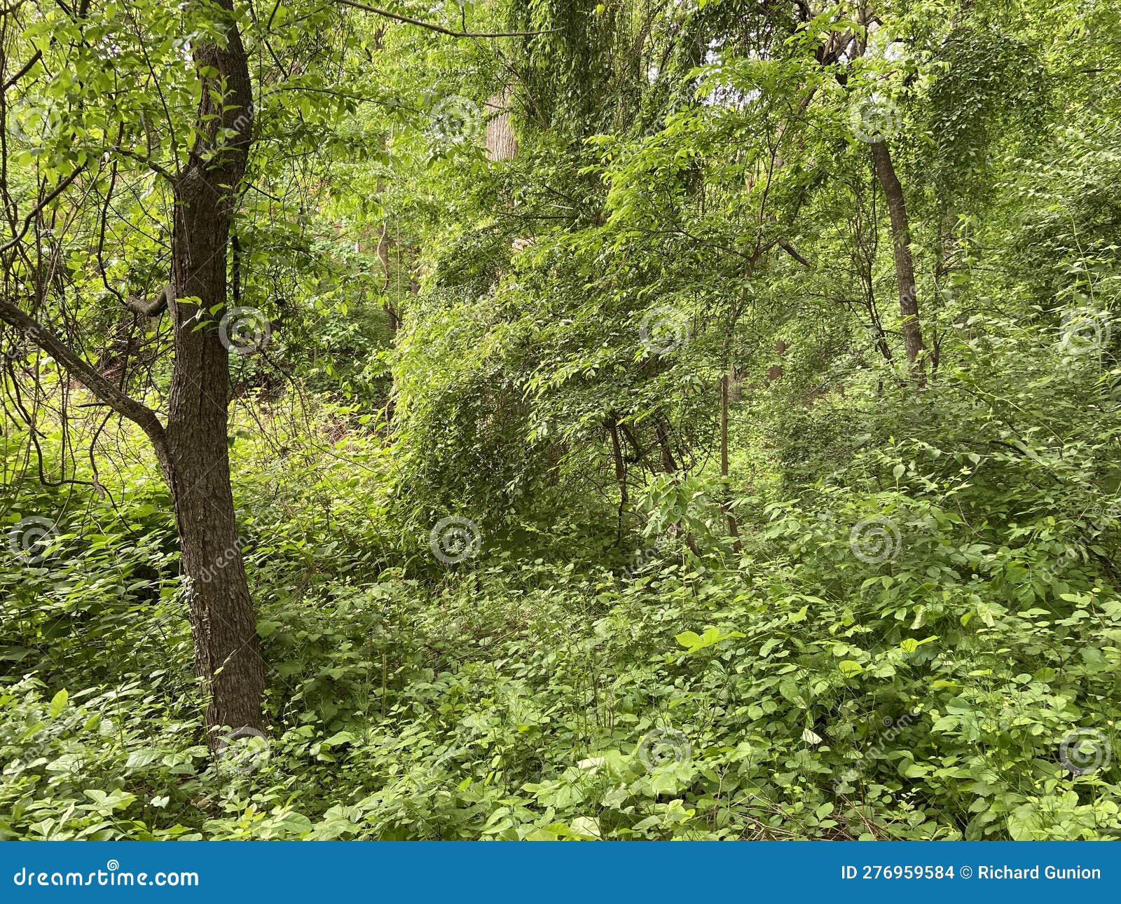 Trees and Green Forest in May in Spring Stock Photo - Image of forest ...
