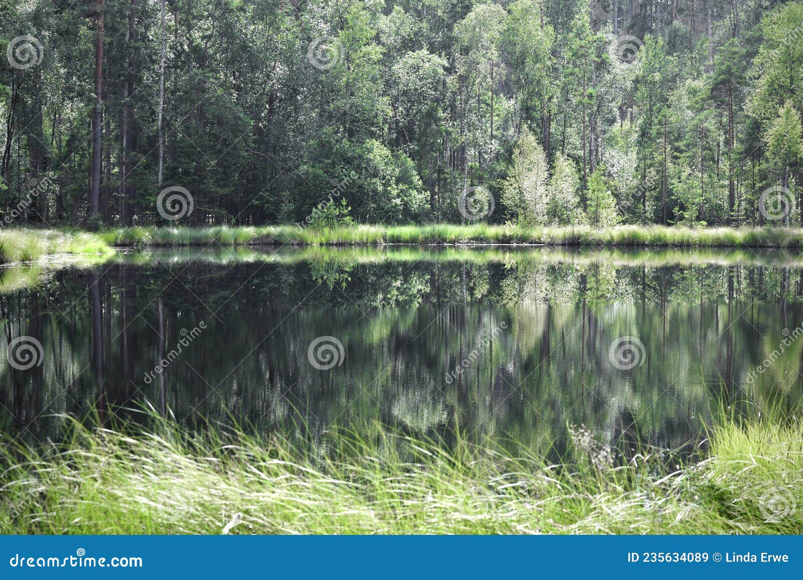 Photo of Trees and Reflection in Lake Stock Image - Image of outdoor ...