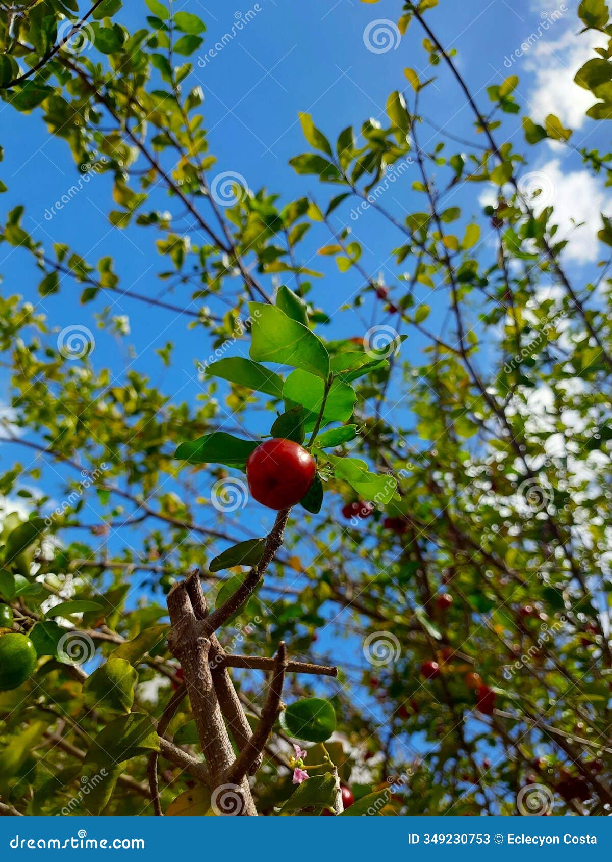 Photo of a Tropical Fruit on Tree Branch on Sunny Day Stock Image ...