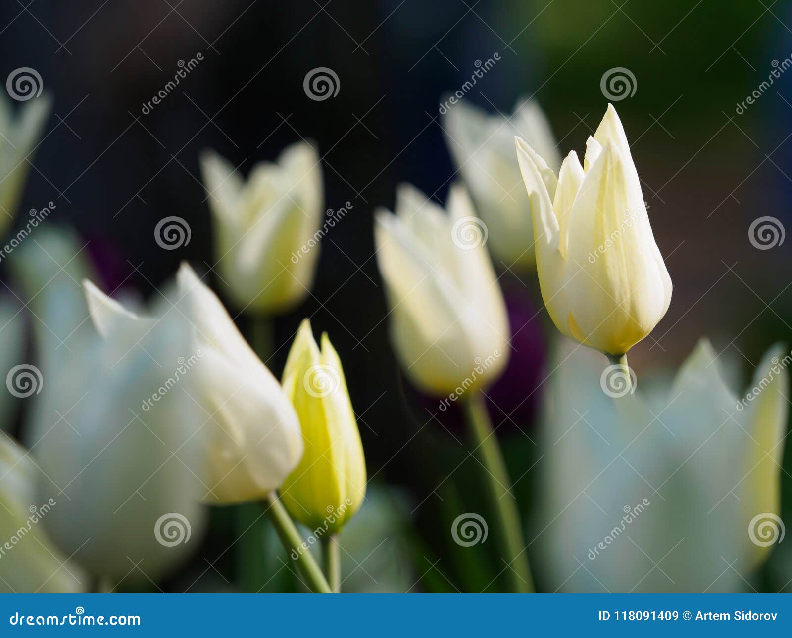 Photo of tulips in the sun stock image. Image of meadow - 118091409