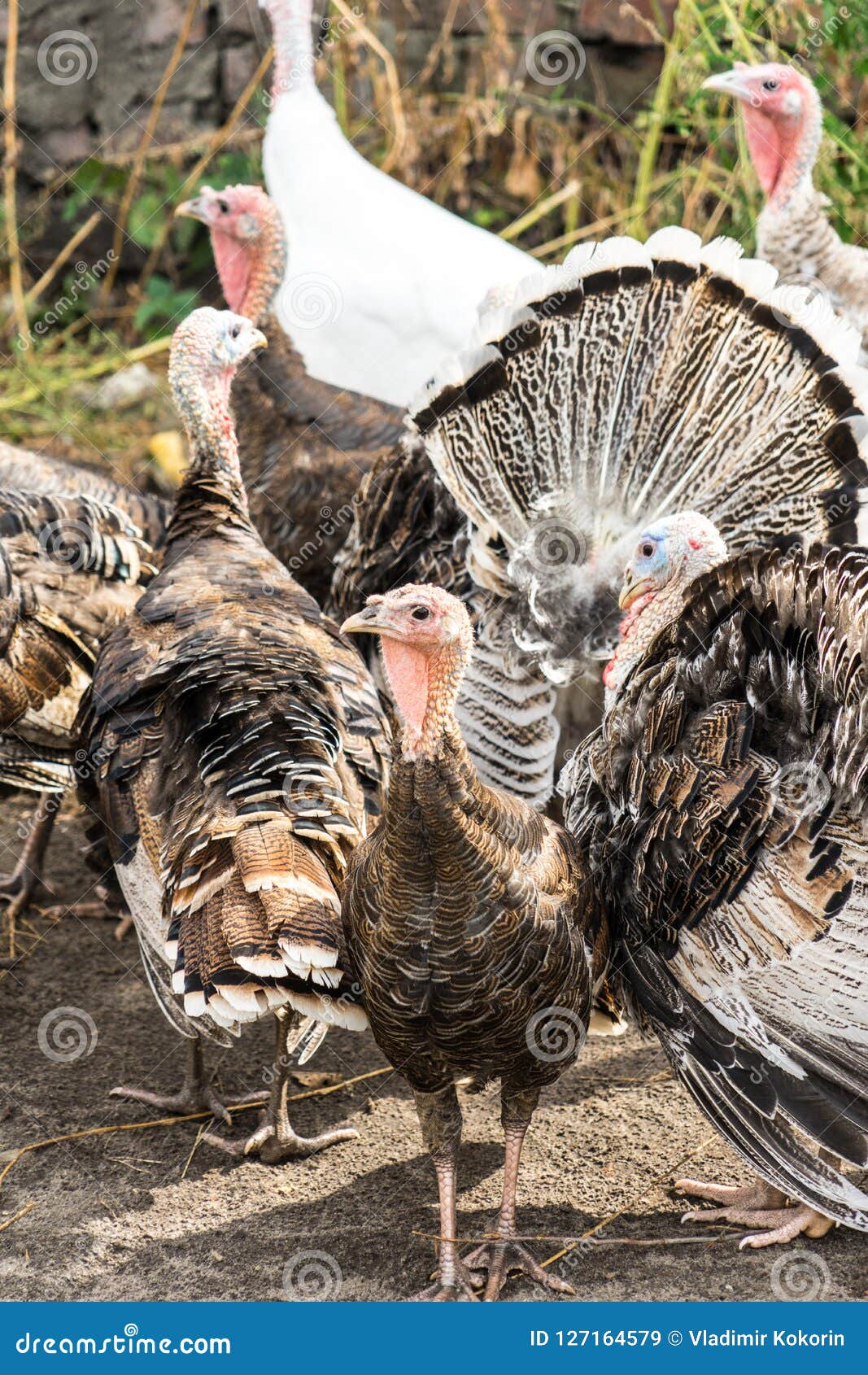 Photo of Turkeys on a Home Farm. Stock Image - Image of iridescent ...