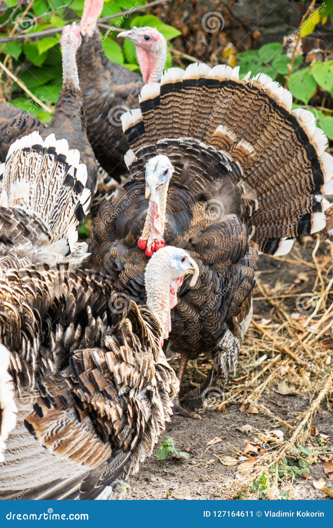 Photo of Turkeys on a Home Farm. Stock Image - Image of forest, live ...