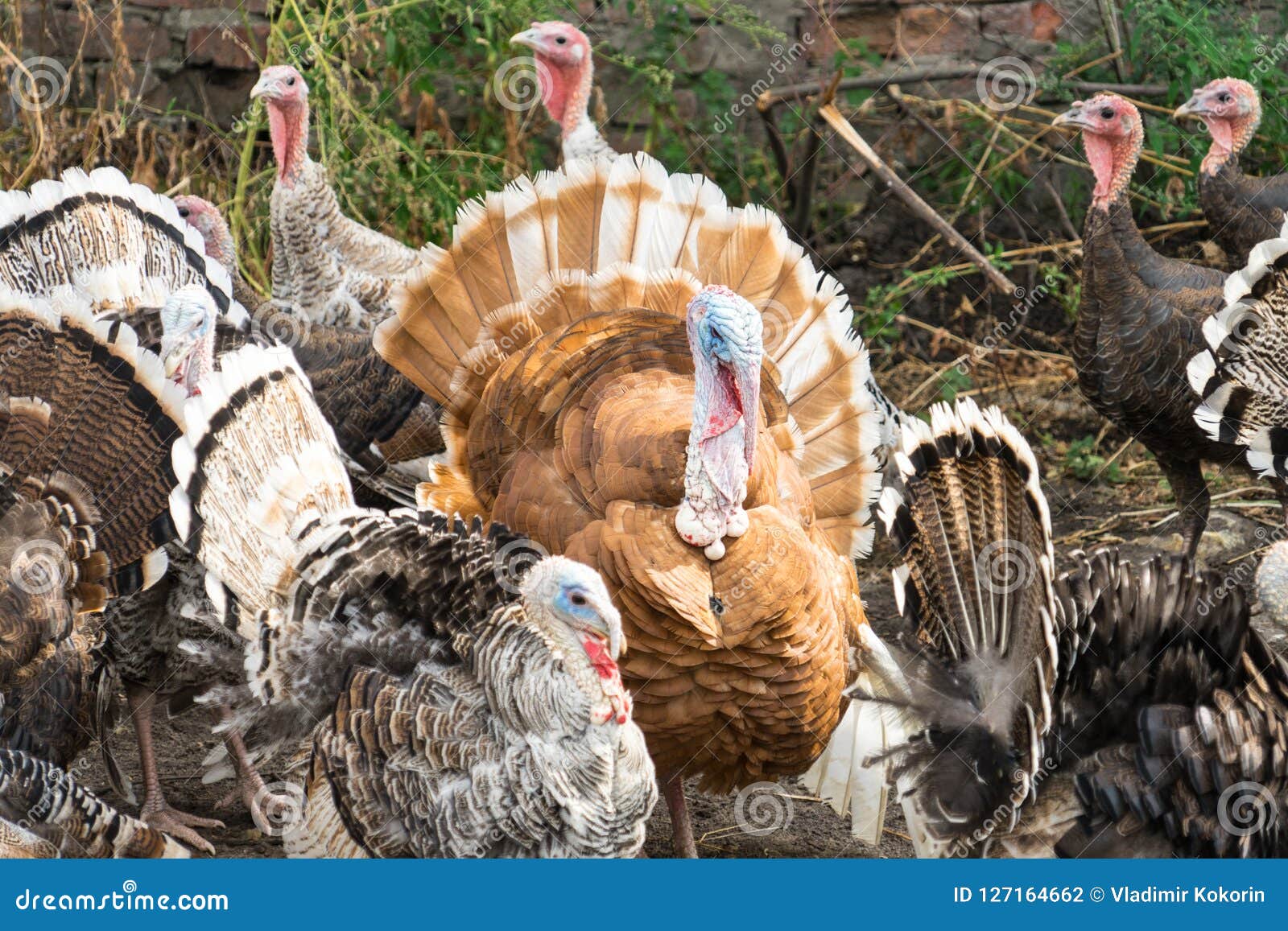 Photo of Turkeys on a Home Farm. Stock Photo - Image of christmas, beak ...