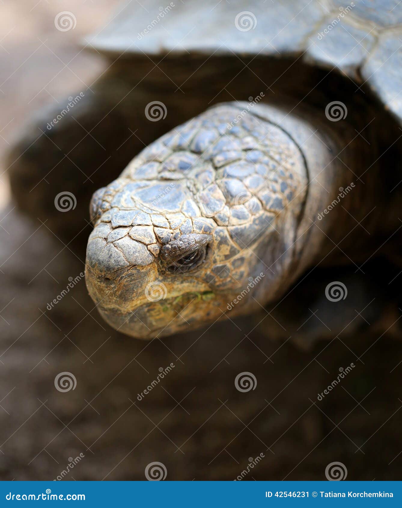 Photo turtle head stock image. Image of nature, shell - 42546231